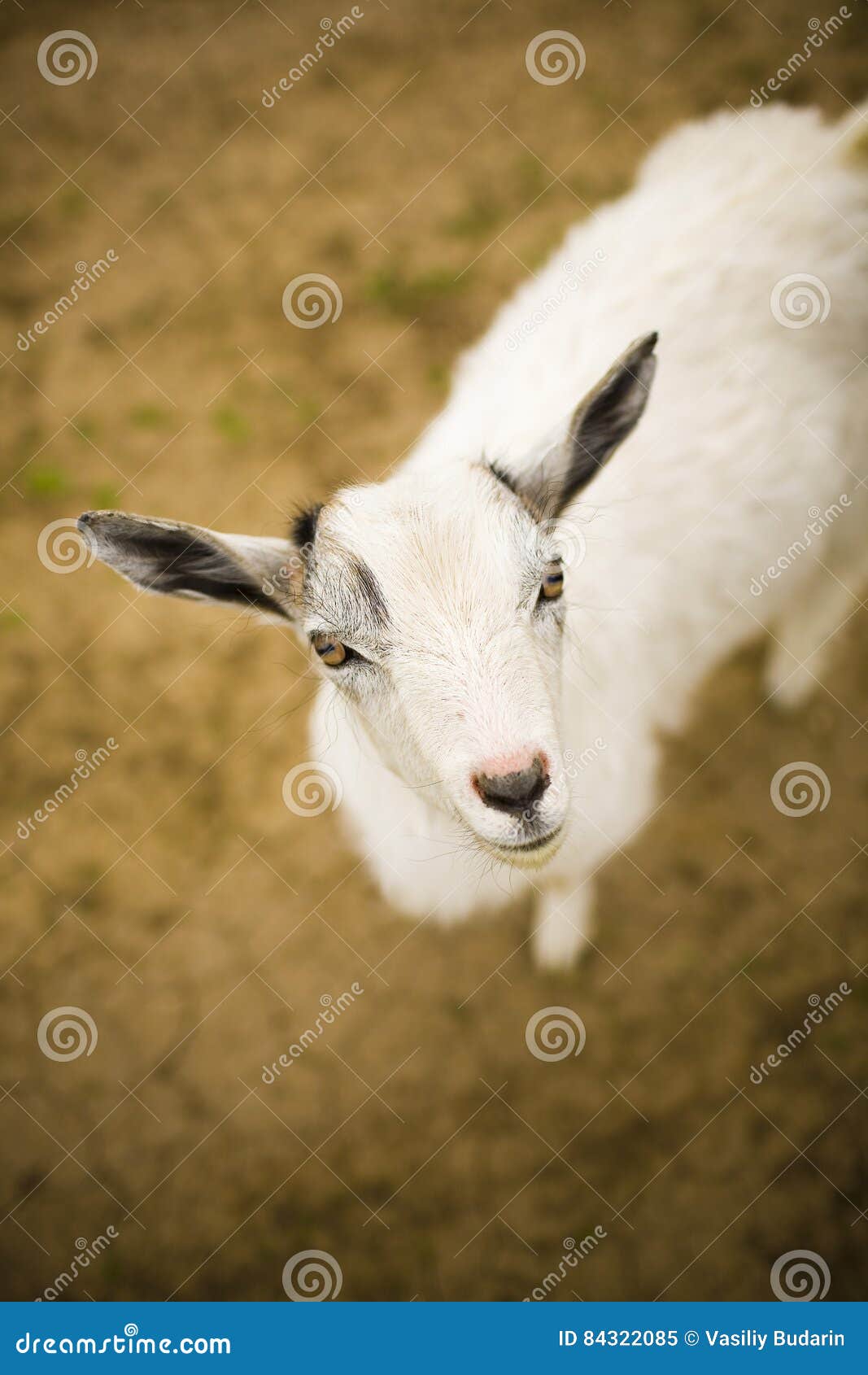 Young curious goat. stock image. Image of funny, beast - 84322085