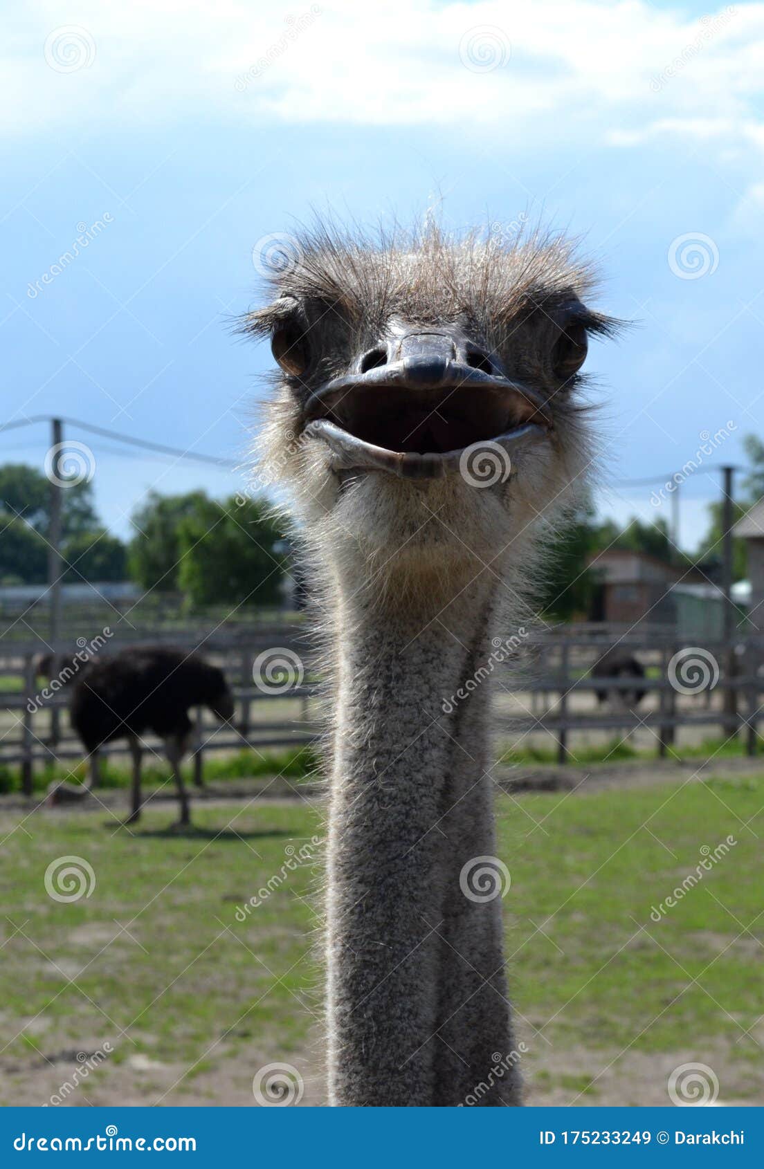 Young curious ostrich stock image. Image of eyelashes - 175233249