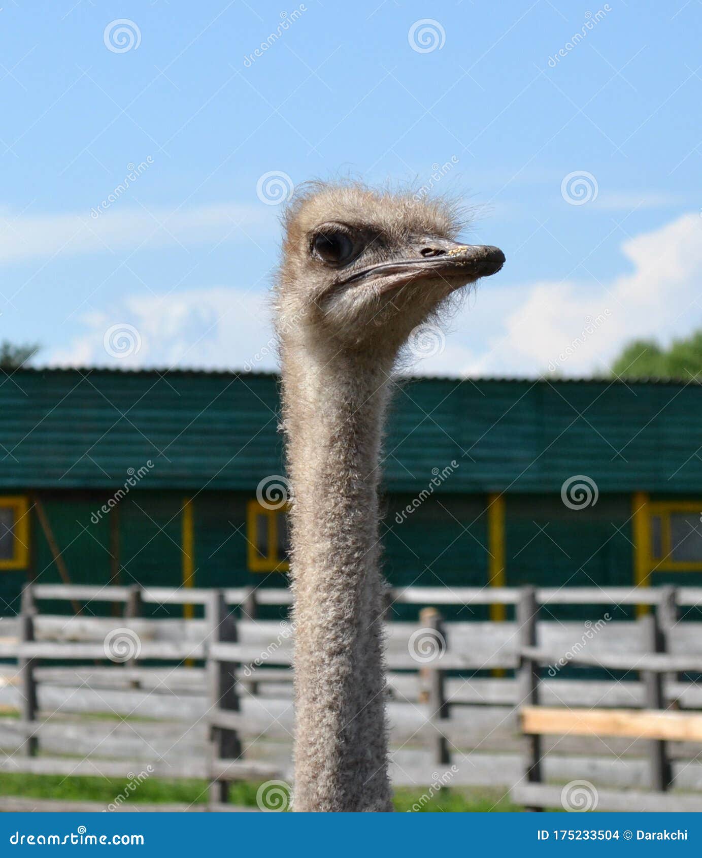 Young curious ostrich stock photo. Image of safari, animal - 175233504