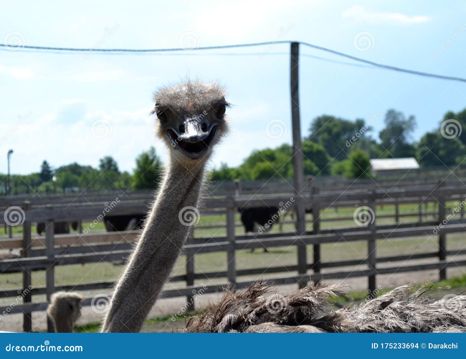 Young curious ostrich stock photo. Image of walk, safari - 175233694