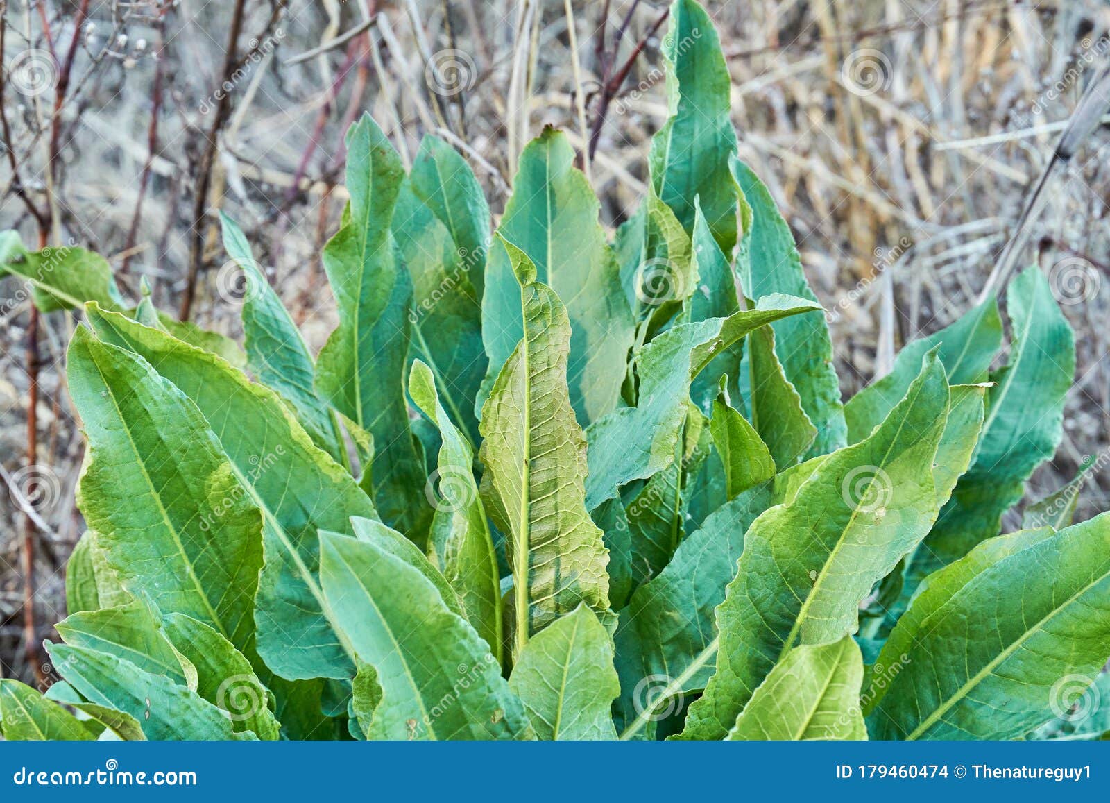 Young Curled Dock Rumex Crispus Plant Growning in Texas Stock Photo ...