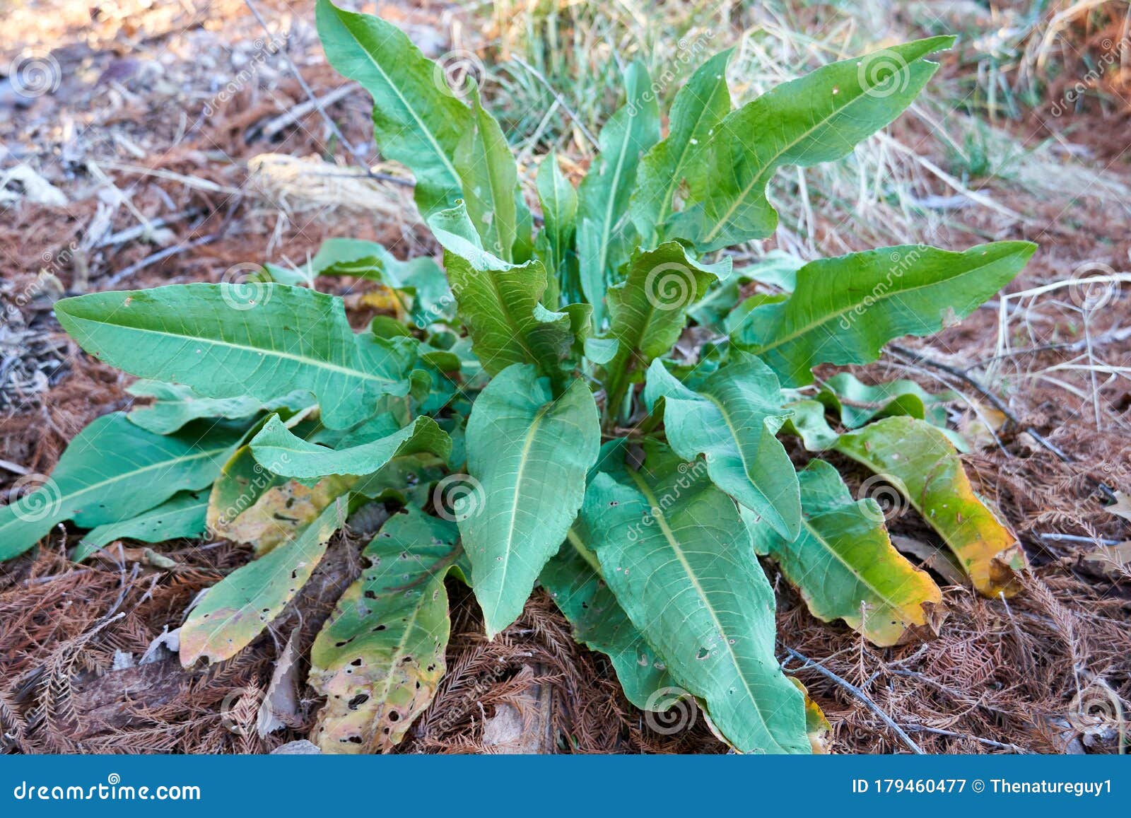 Young Curled Dock Rumex Crispus Plant Growning in Texas Stock Image ...