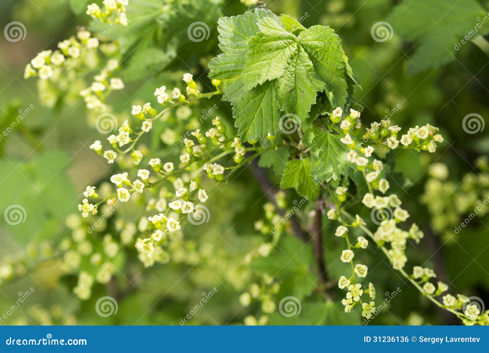 Young currant berries stock photo. Image of rural, spring - 31236136