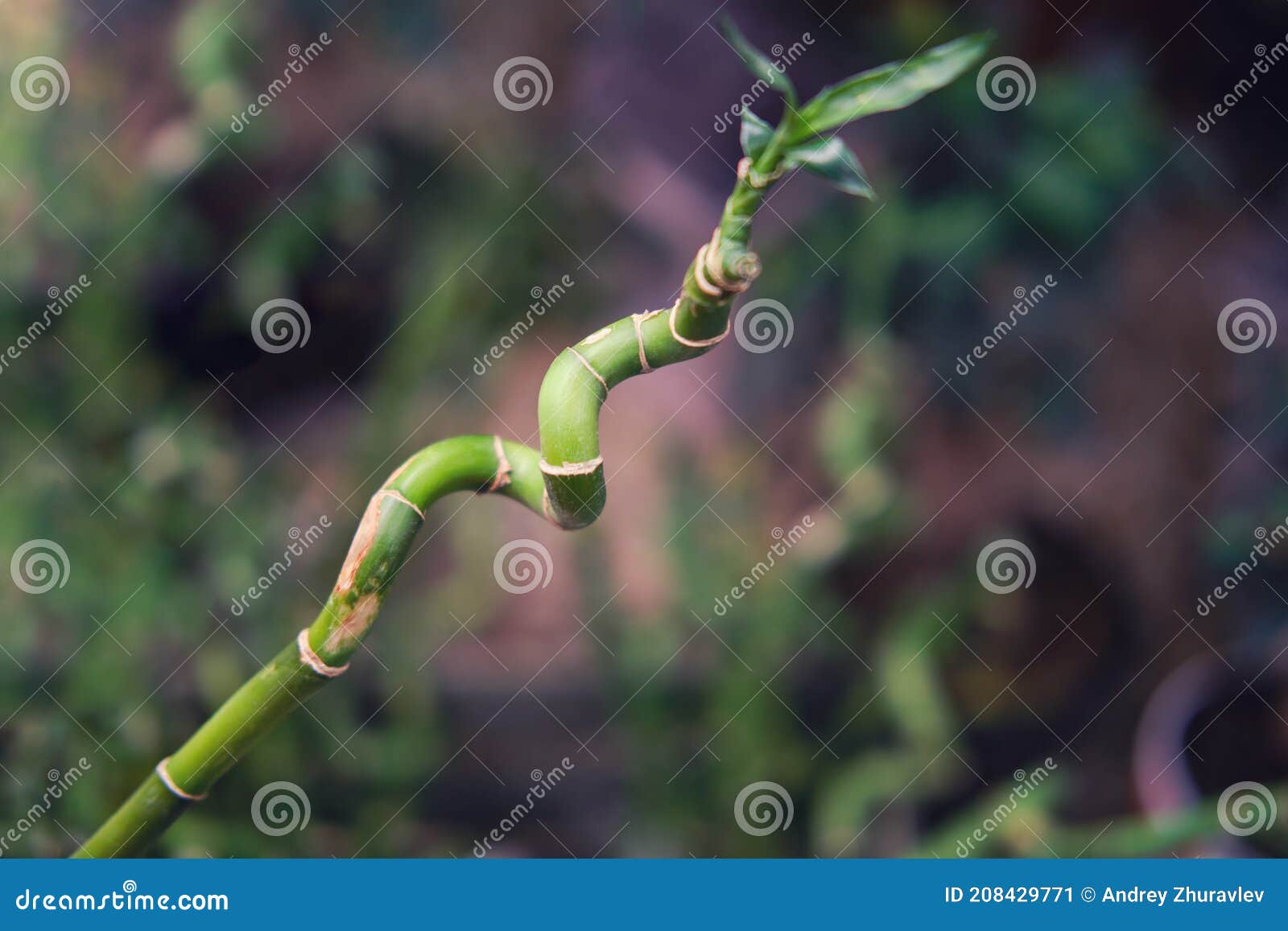 Young Curved Bamboo Branch, Close-up, Copy Space for Text Stock Image ...
