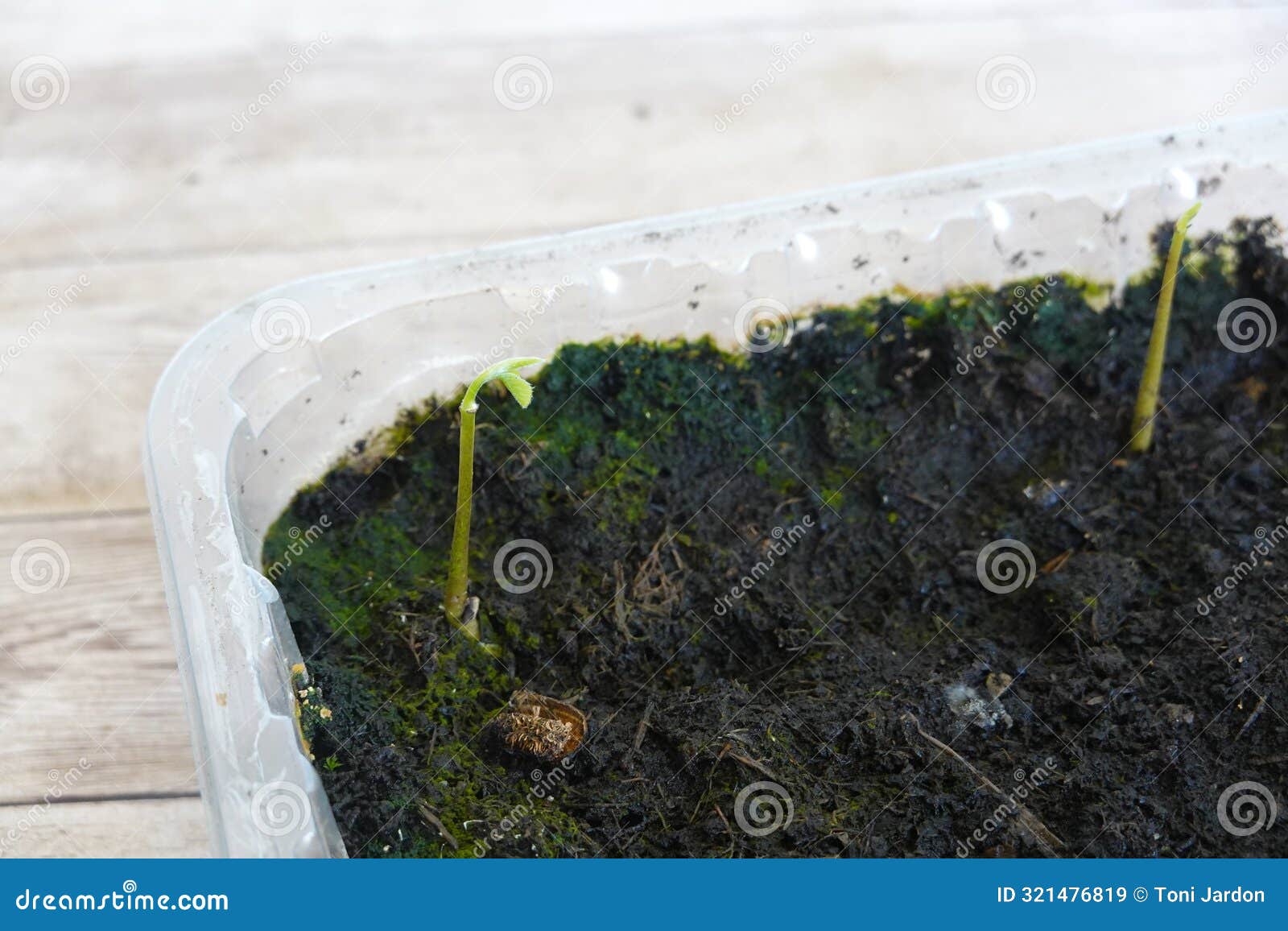Young Custard Apple Tree Growing in Seedbed. Taking Out Its First ...