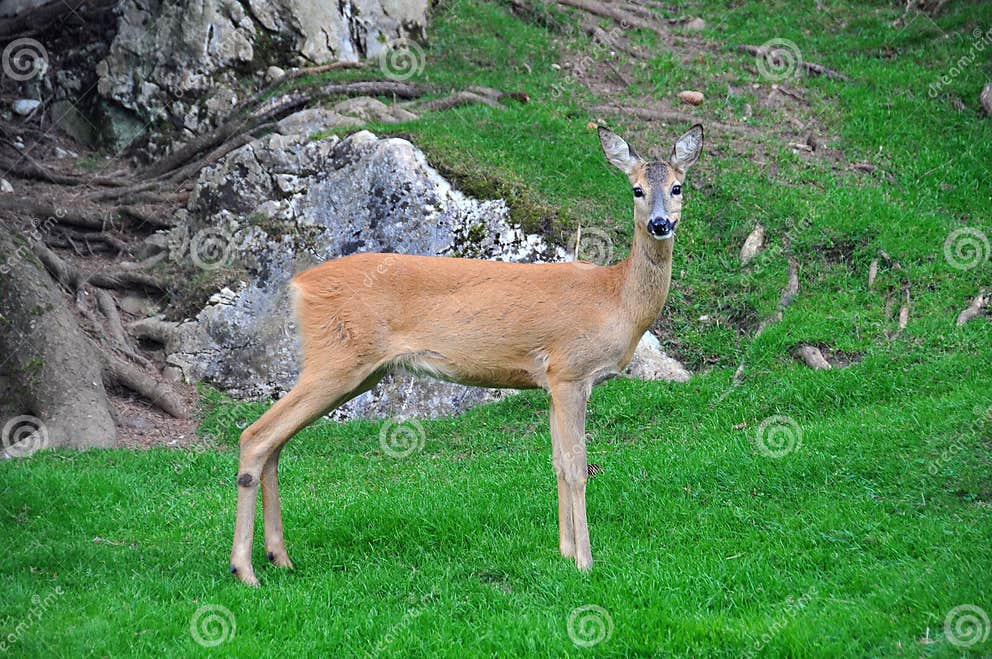 Young cute doe stock photo. Image of forrest, brown, countryside - 11727182