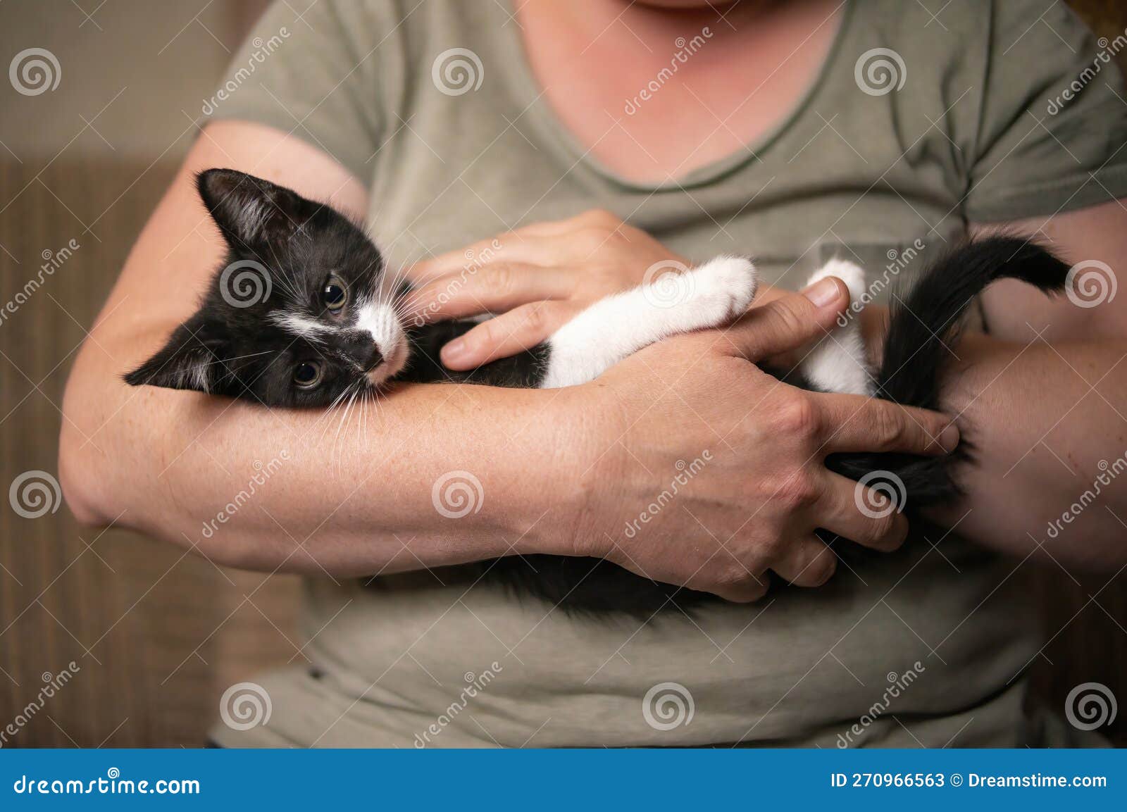 Young Cute Kitten Cuddles with His Human Stock Image - Image of beauty ...