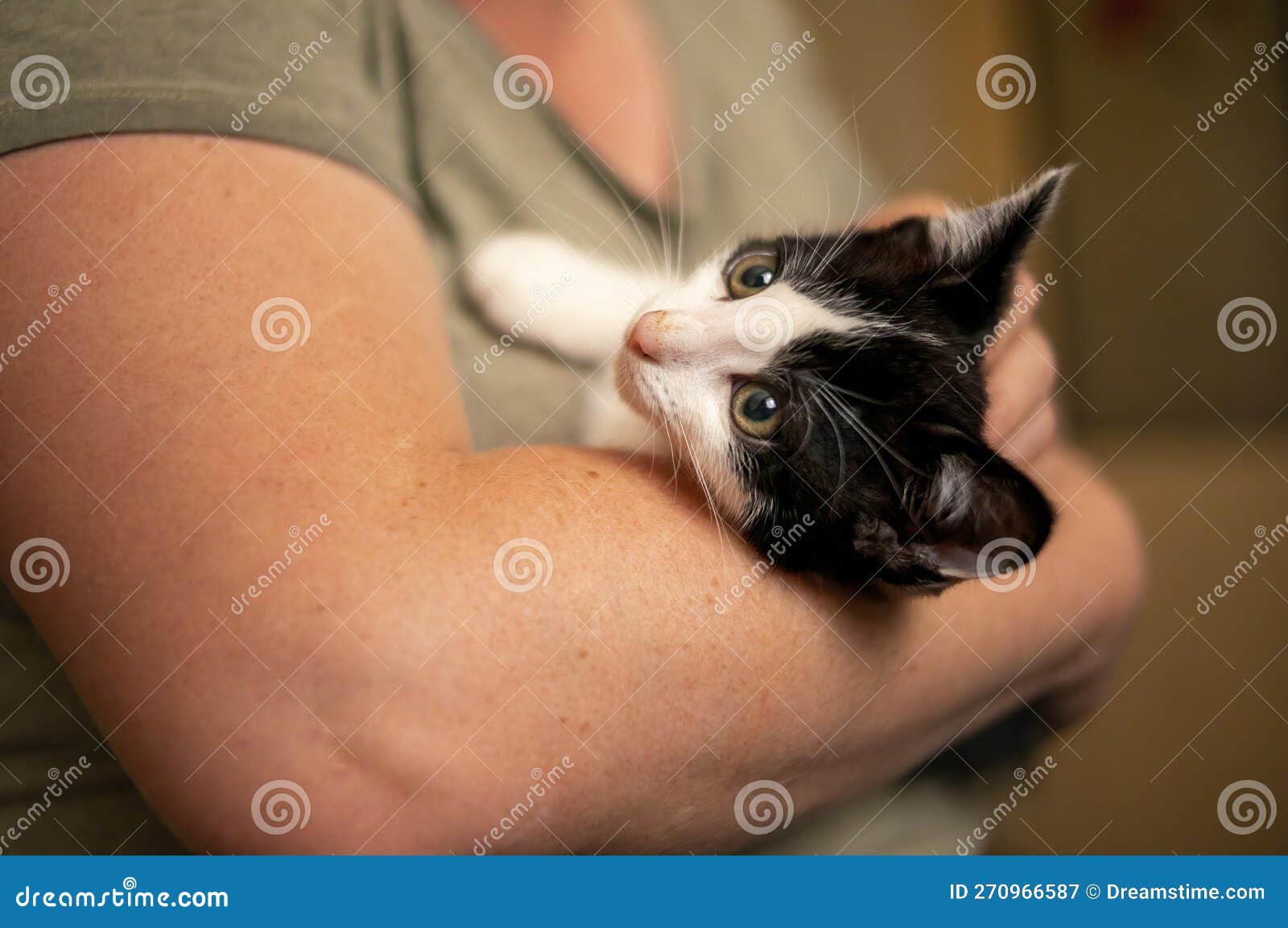 Young Cute Kitten Cuddles with His Human Stock Image - Image of ...