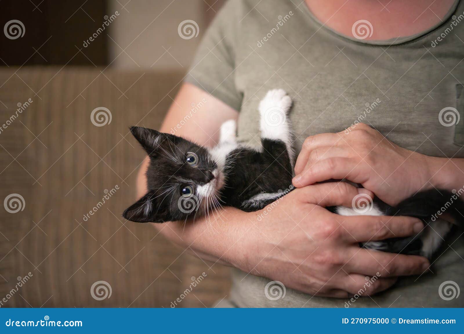 Young Cute Kitten Cuddles with His Human Stock Photo - Image of ...