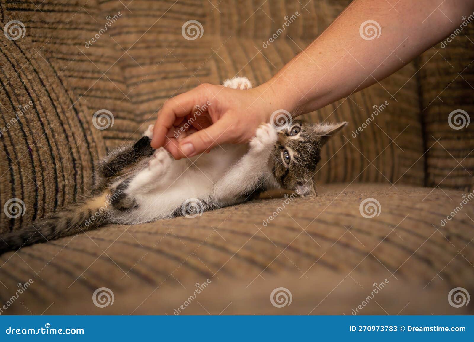 Young Cute Kitten Playing with His Human Stock Image - Image of ...