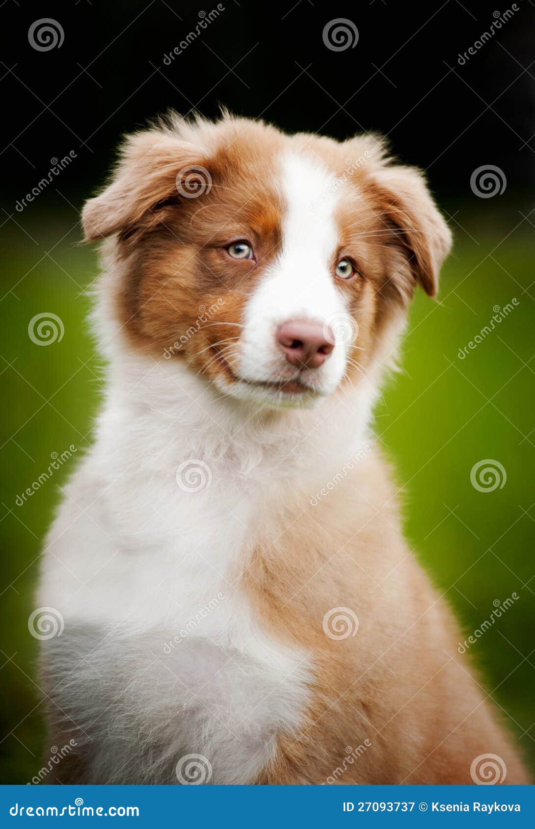 Young Cute Little Puppy Portrait Stock Image - Image of canine, race ...