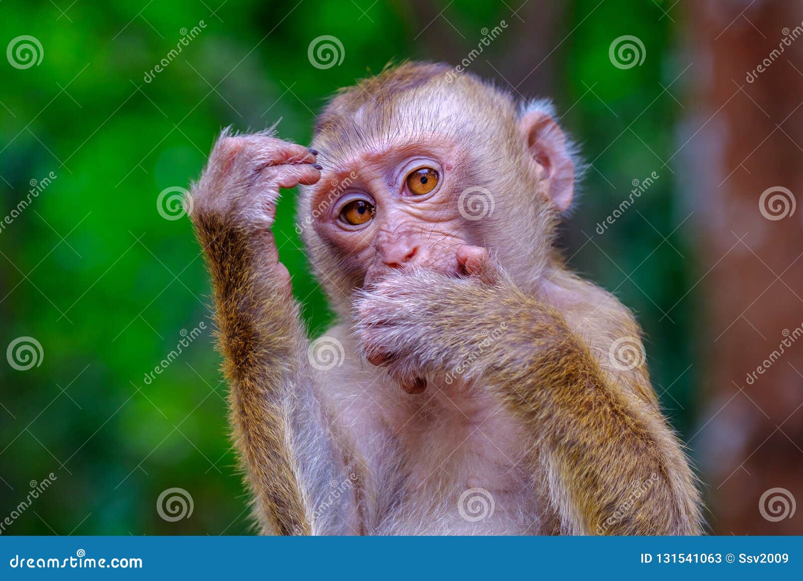 Young Cute Monkey in the Green Forest of Thailand. in the Pose of a ...