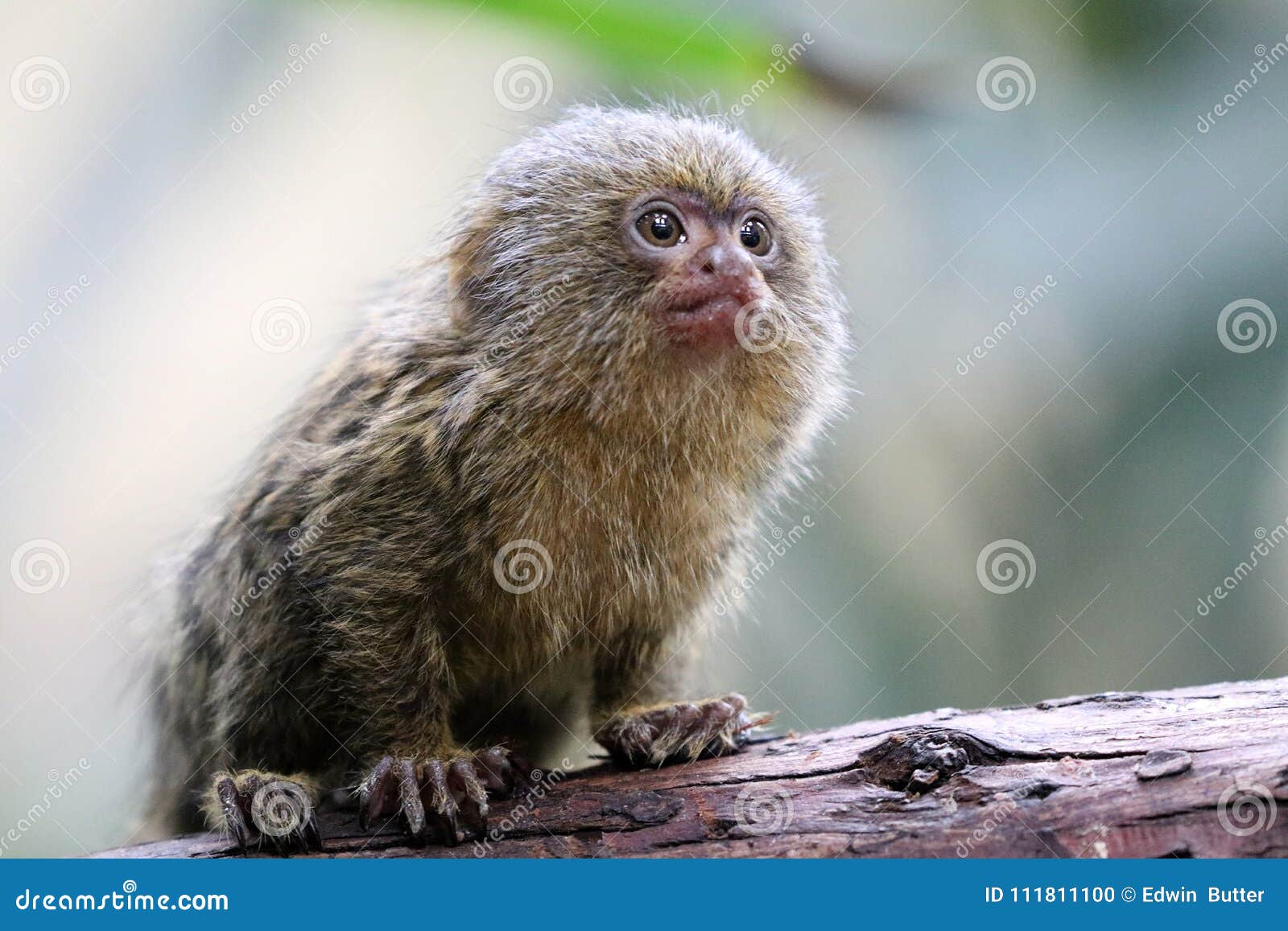 Pygmee monkey stock photo. Image of furry, mammal, indoors - 111811100