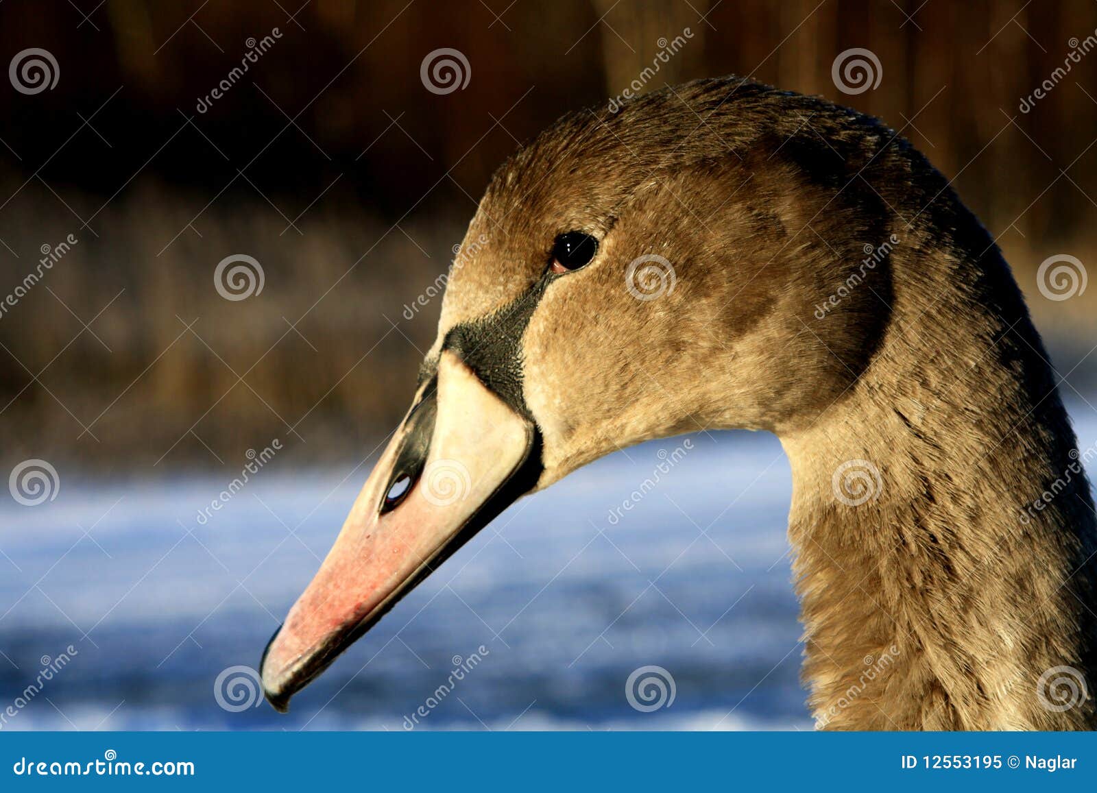 A young Cygnet - Swan stock image. Image of water, cygnet - 12553195