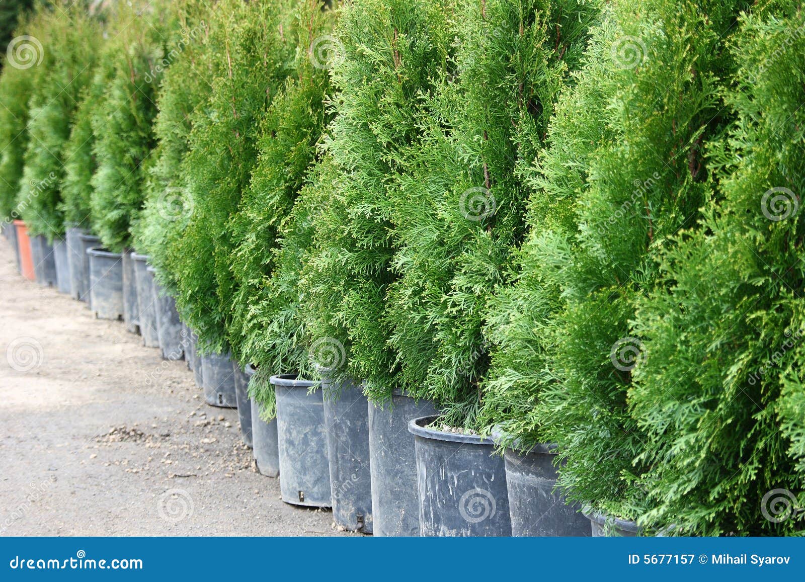 Young cypress stock image. Image of germinates, germ, greenhouse - 5677157