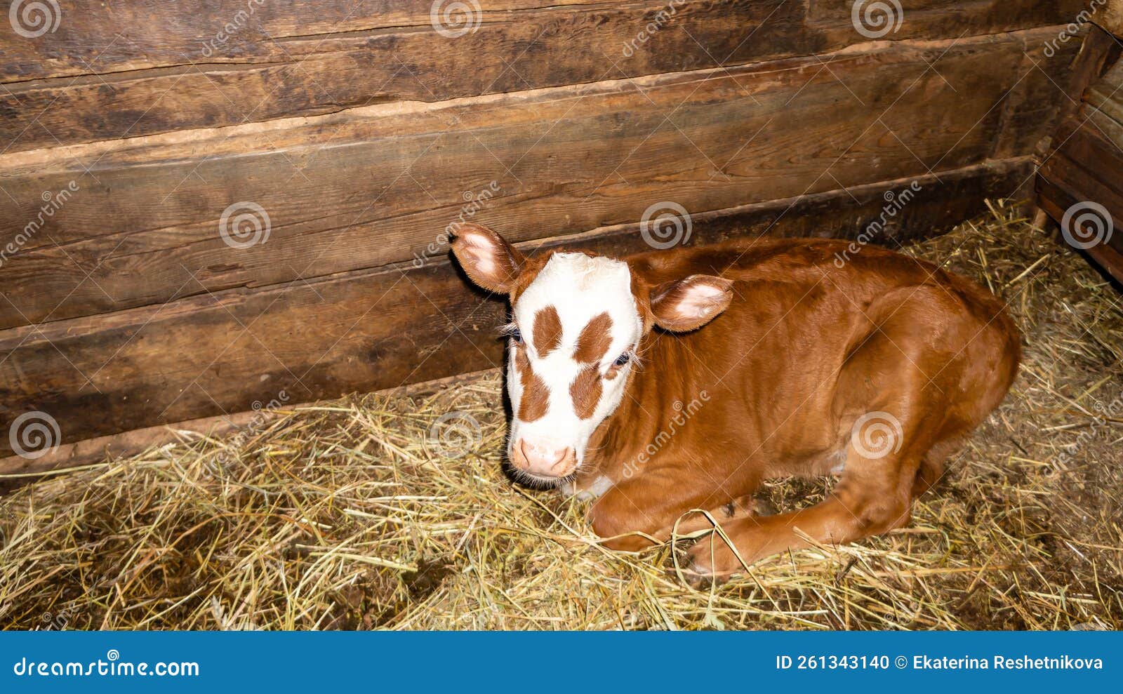 Young dairy calf stock photo. Image of meat, newborn - 261343140