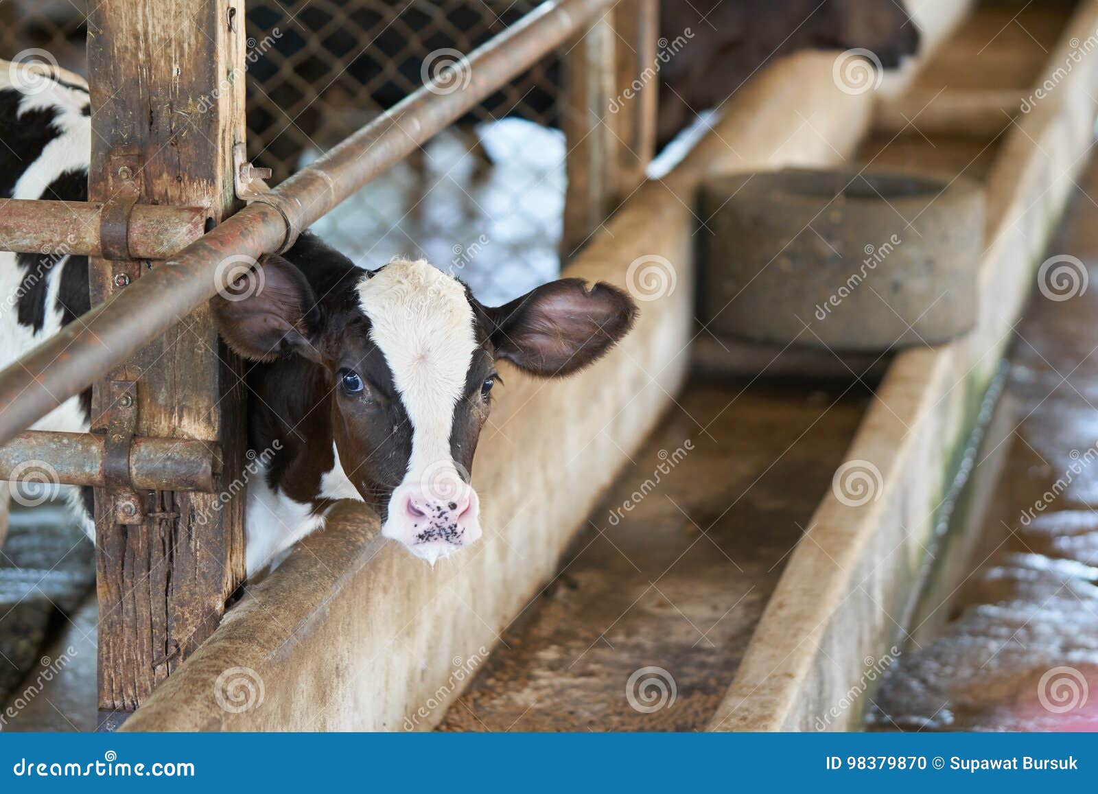 Young dairy cows stock photo. Image of herd, asia, farming - 98379870
