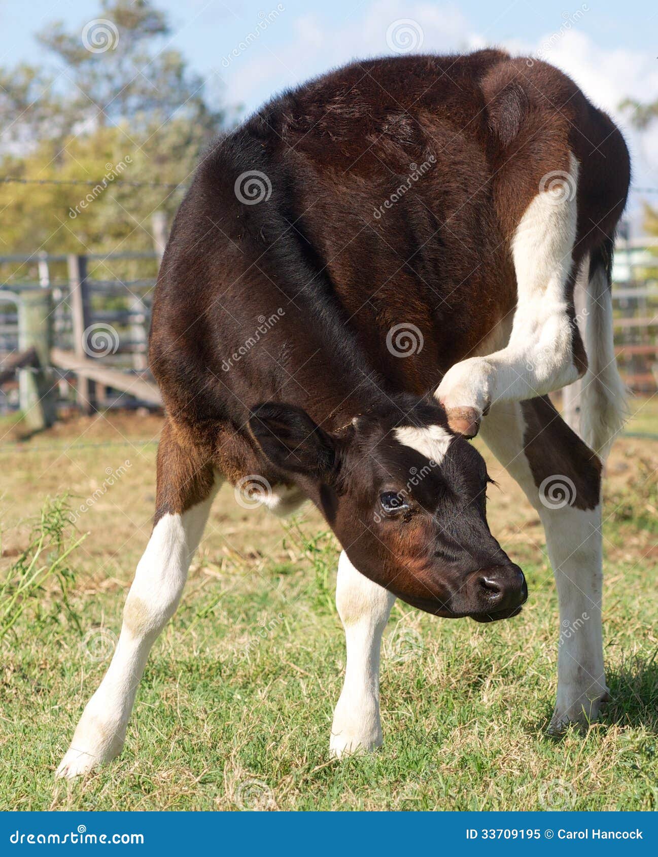 Young Dairy Heifer Giving Herself an Ear Scratch Stock Image - Image of ...