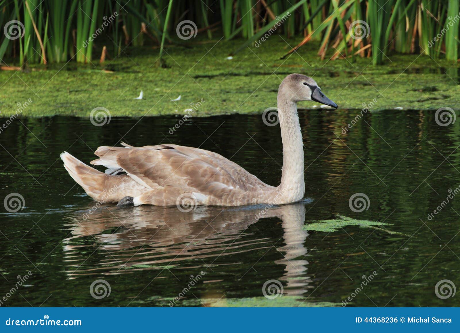 Dark Colored Male Giraffe Giraffa Camelopardalis Sticking Tongue Out To ...
