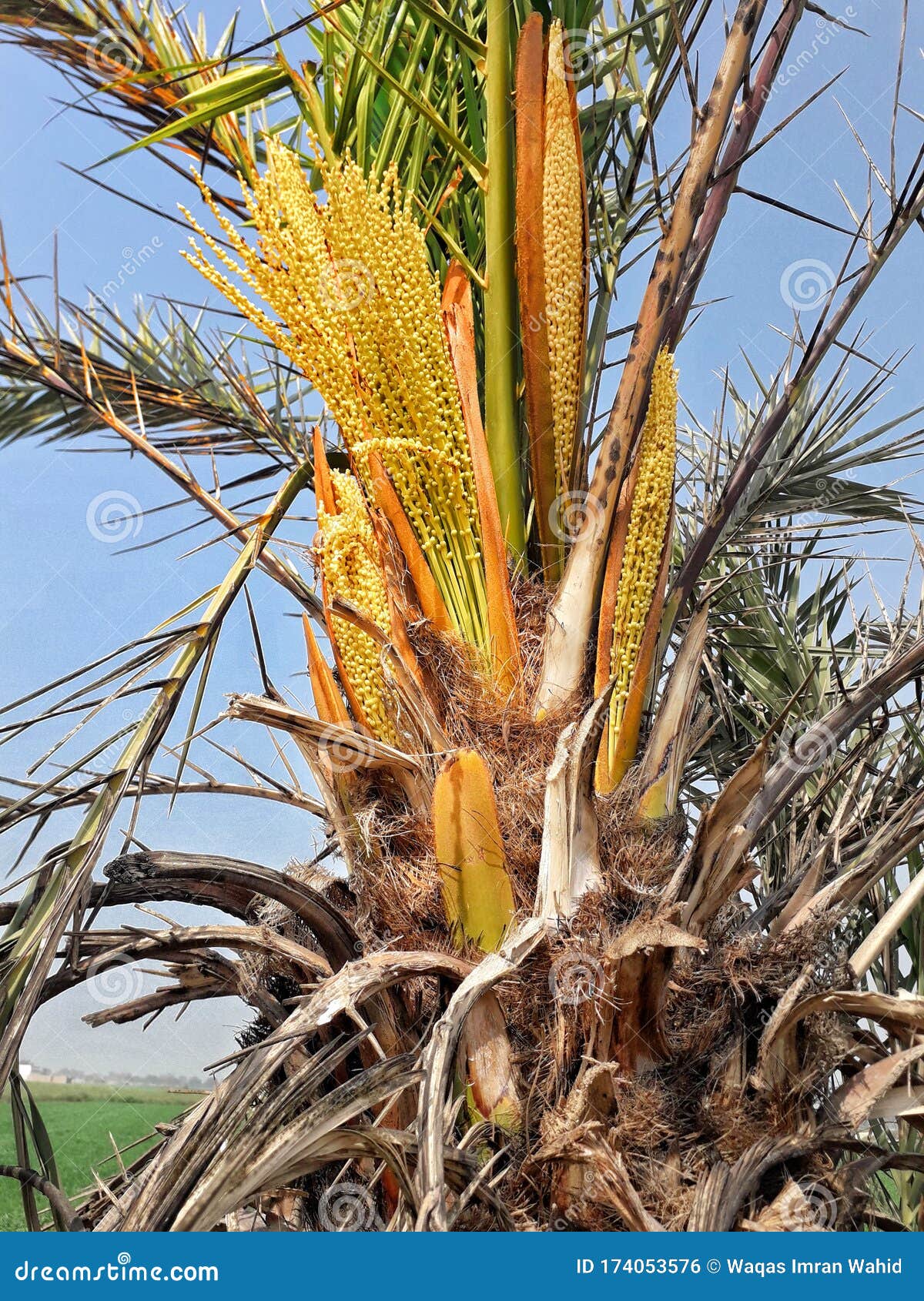 Young dates on tree stock photo. Image of tree, palm - 174053576
