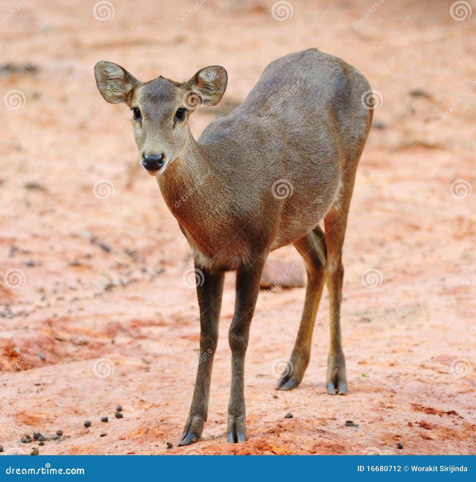 Young Dear stock photo. Image of deer, game, reindeer - 16680712