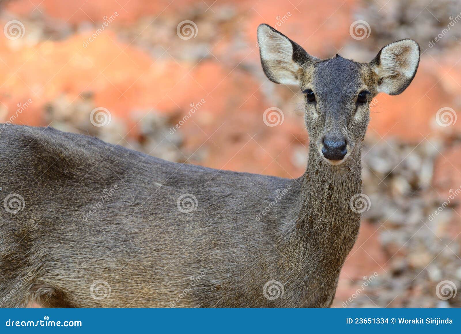 Young dear stock photo. Image of beauty, animal, dear - 23651334