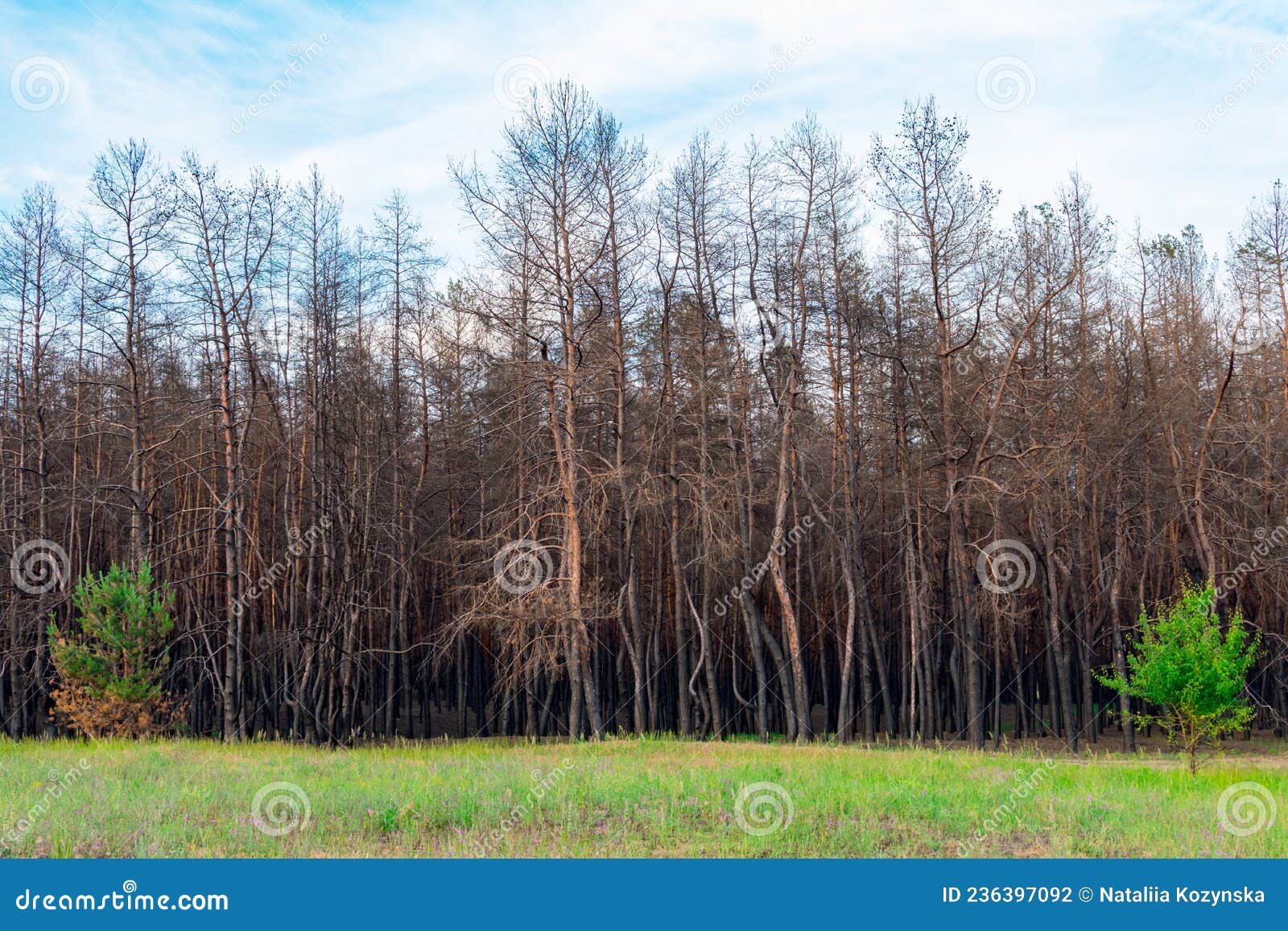 A Young Deciduous Tree Against the Background of a Burnt Coniferous ...