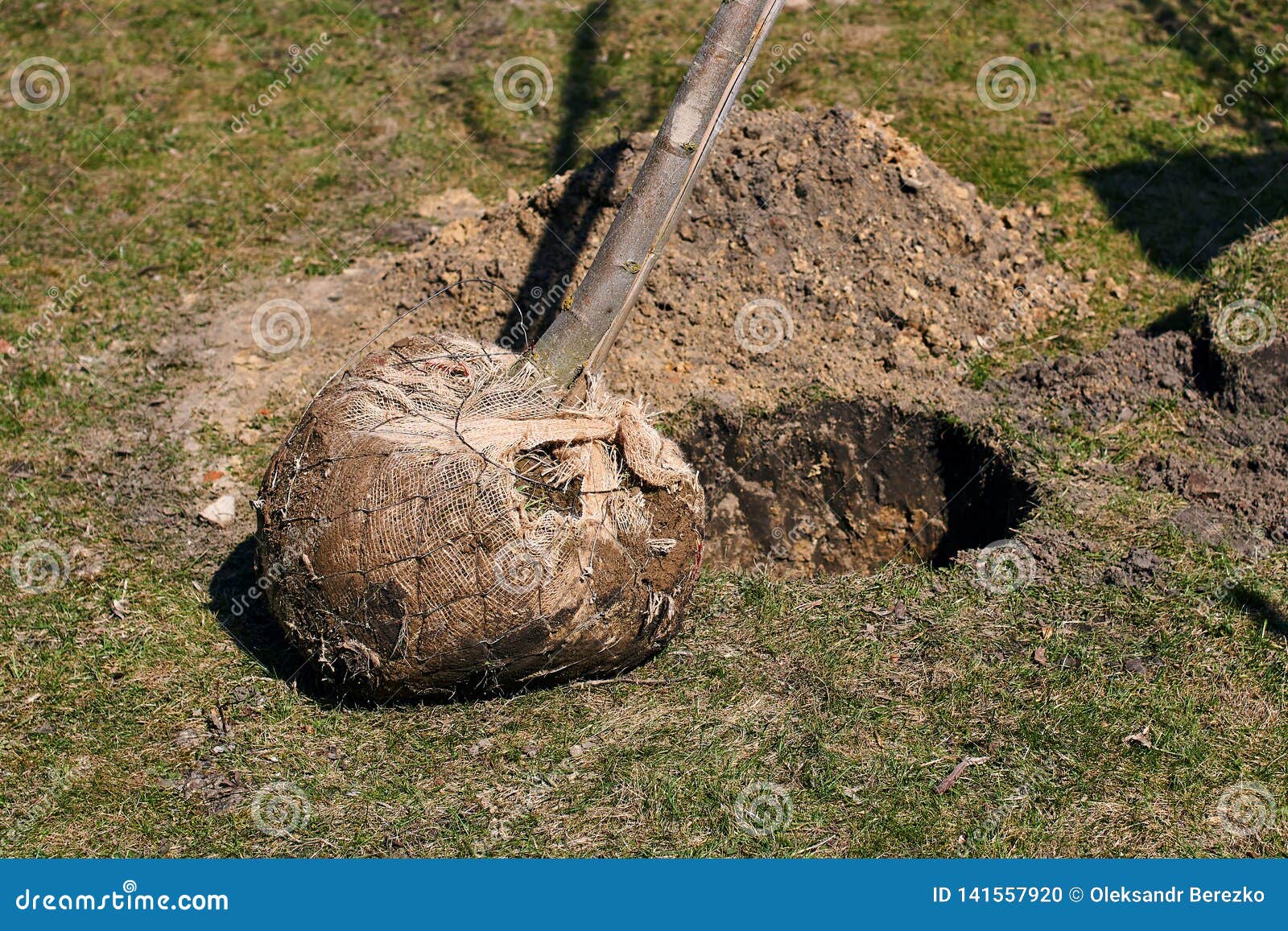Young Deciduous Tree with a Root Ball Wrapped in Burlap Ready To Be ...