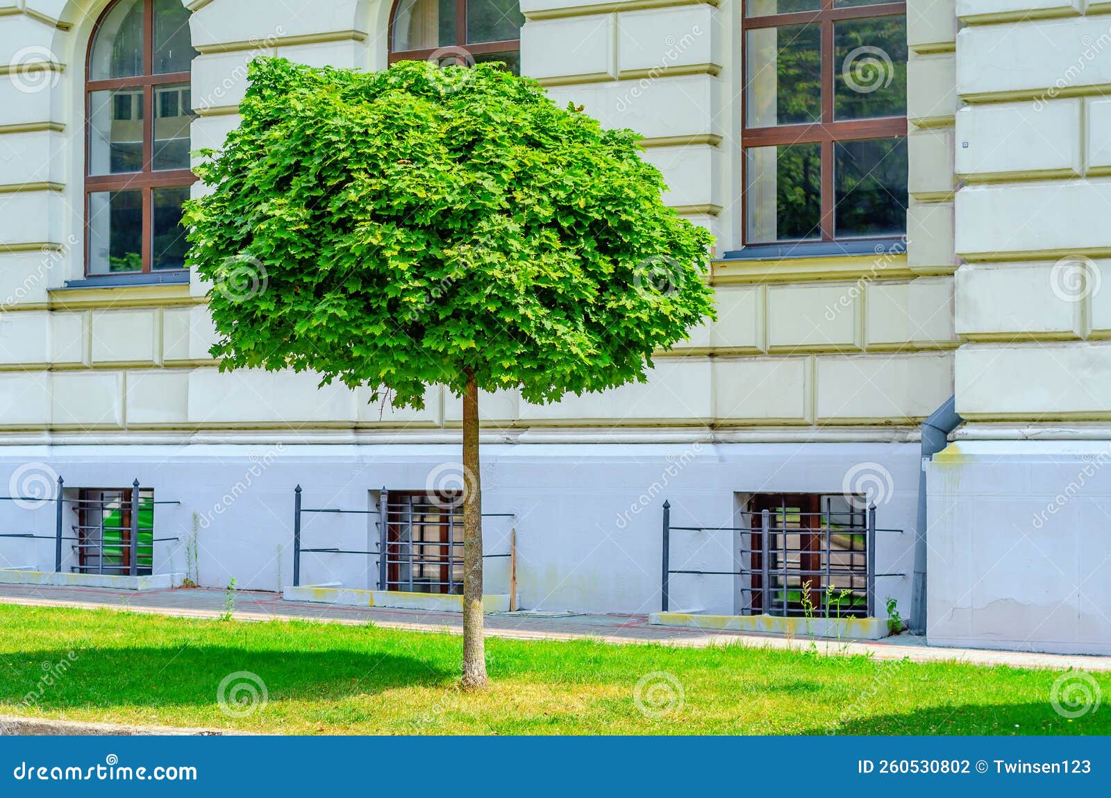 Young Decorative Maple on the Lawn in Front of the Building ...