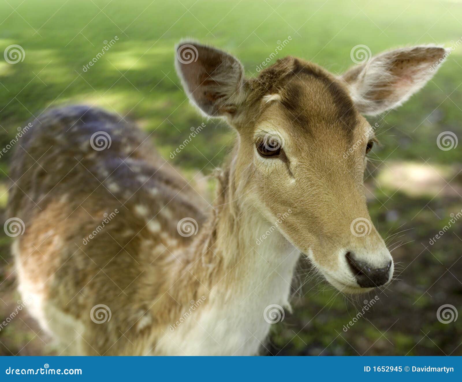Young deer stock image. Image of park, deer, country, summer - 1652945