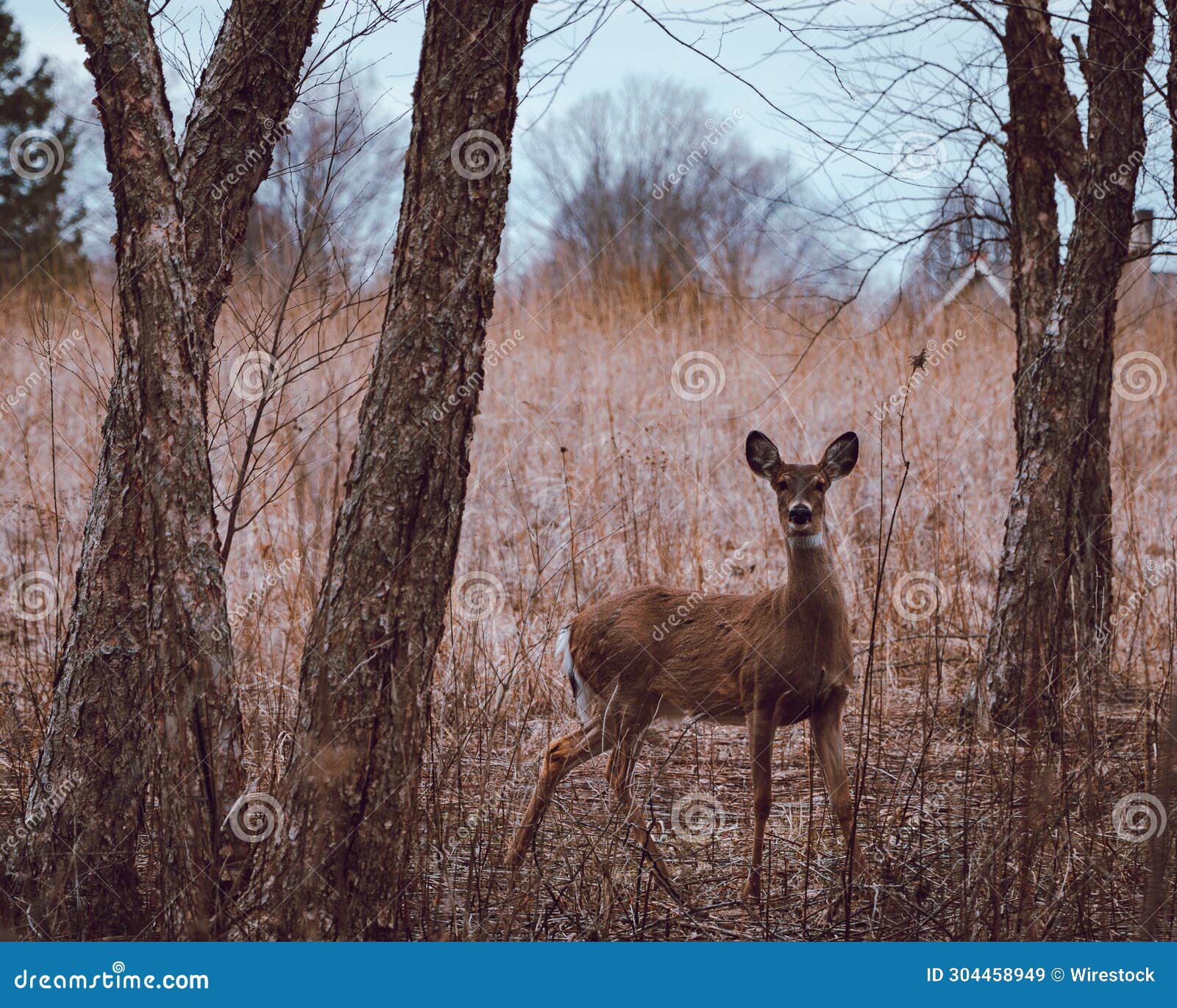 Young Deer Alone in Midwestern Wilderness Stock Image - Image of fields ...