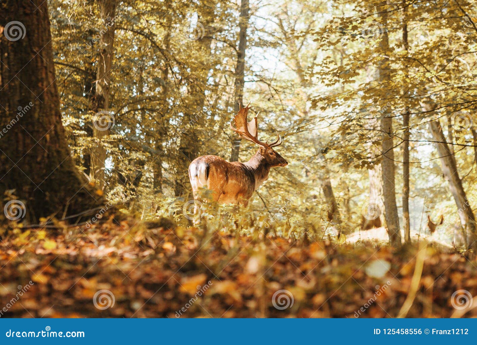 A Young Deer in the Autumn Forest. Stock Photo - Image of landscape ...