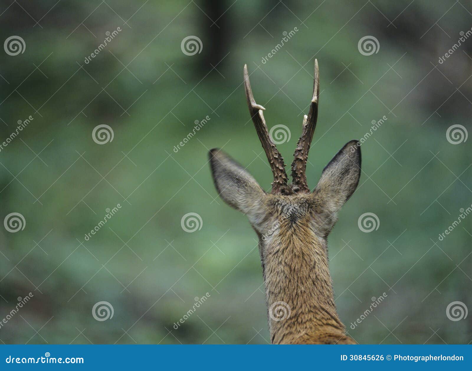 Young deer back view stock photo. Image of mammal, horned - 30845626