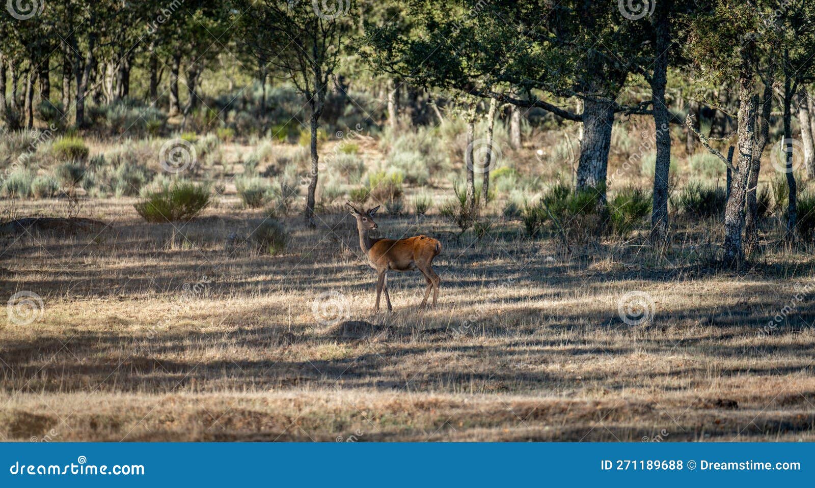 Young Deer Buck Looking Back in the Clearing Stock Photo - Image of ...