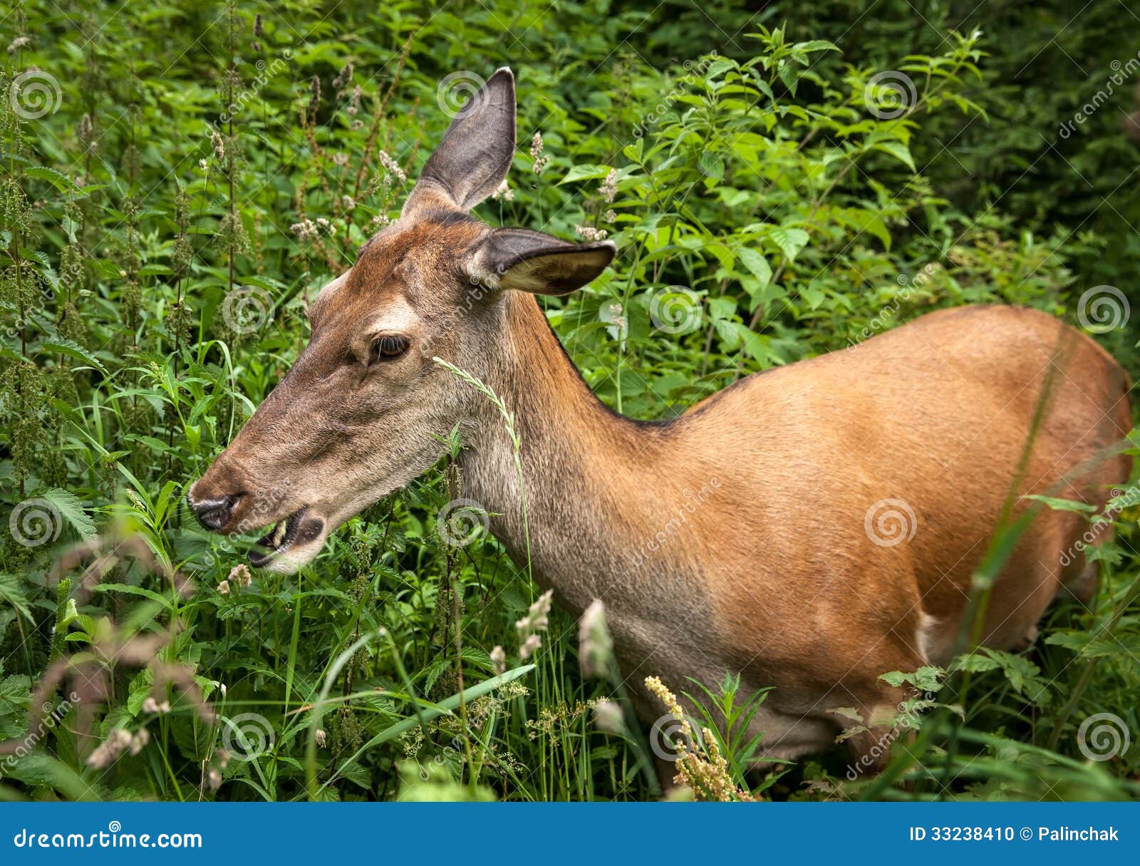 Young deer in the bushes stock photo. Image of europe - 33238410