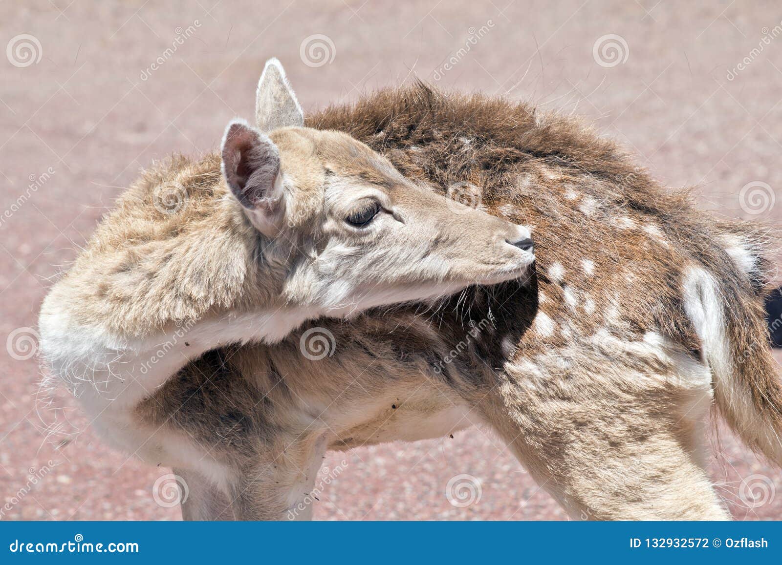 A young deer stock photo. Image of spotted, young, long - 132932572