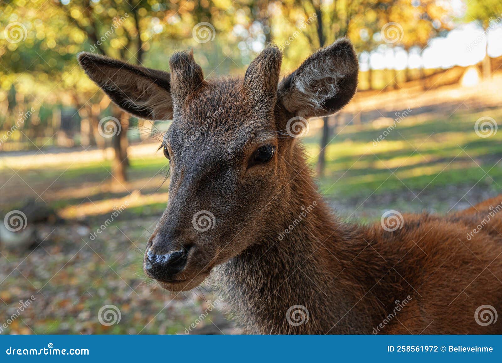 Young deer close up. stock photo. Image of nature, brown - 258561972