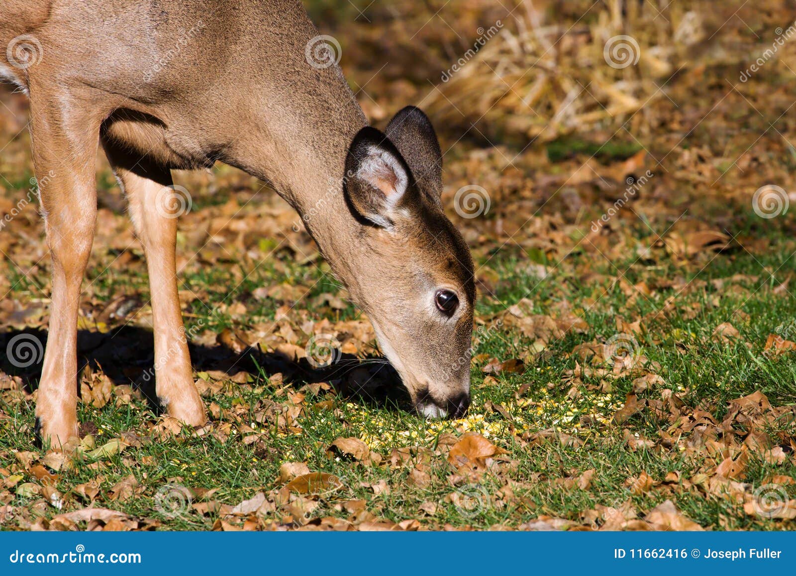 Young Deer eating grass. stock photo. Image of ears, wildlife - 11662416