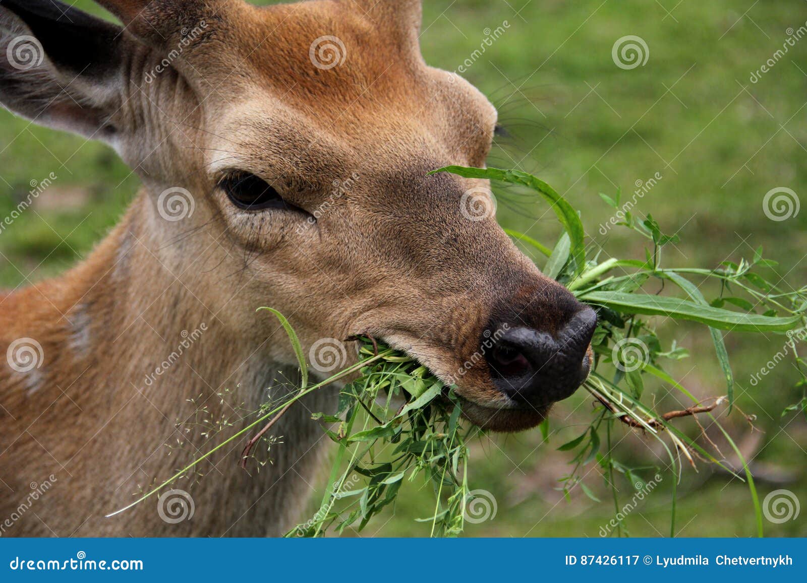Young deer eating grass stock image. Image of herbivore - 87426117