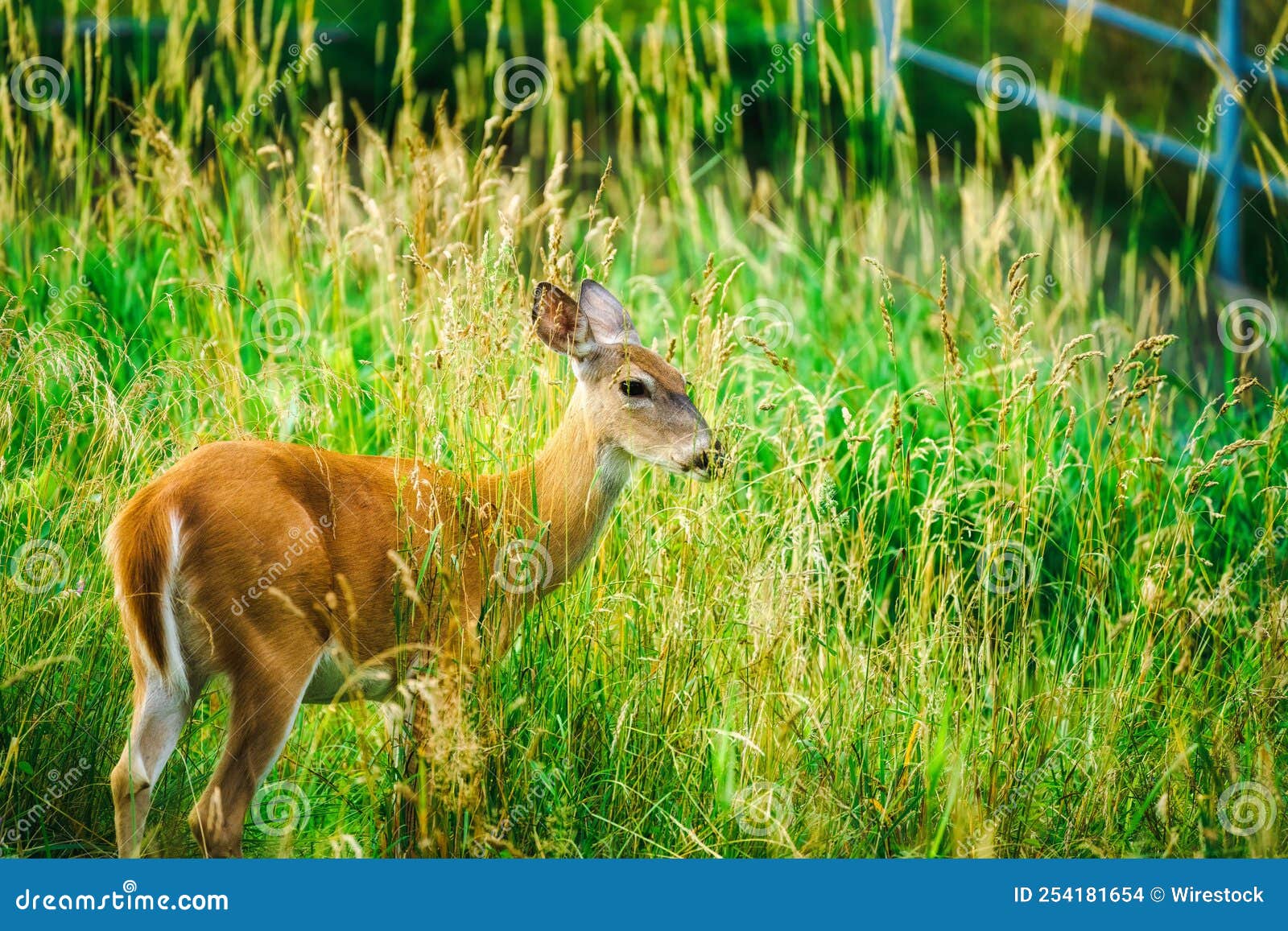 Young Deer Eating Tall Grasses Stock Photo - Image of wildlife, madhya ...