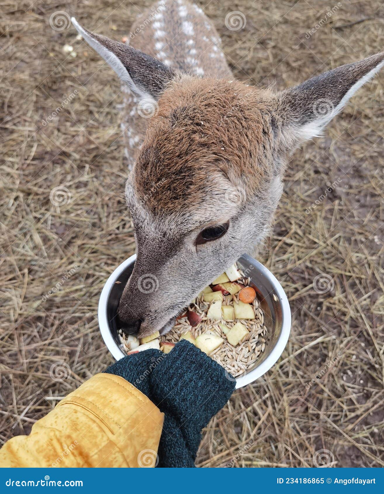 A Young Deer Eats Food from a Bowl Stock Image - Image of food, deer ...