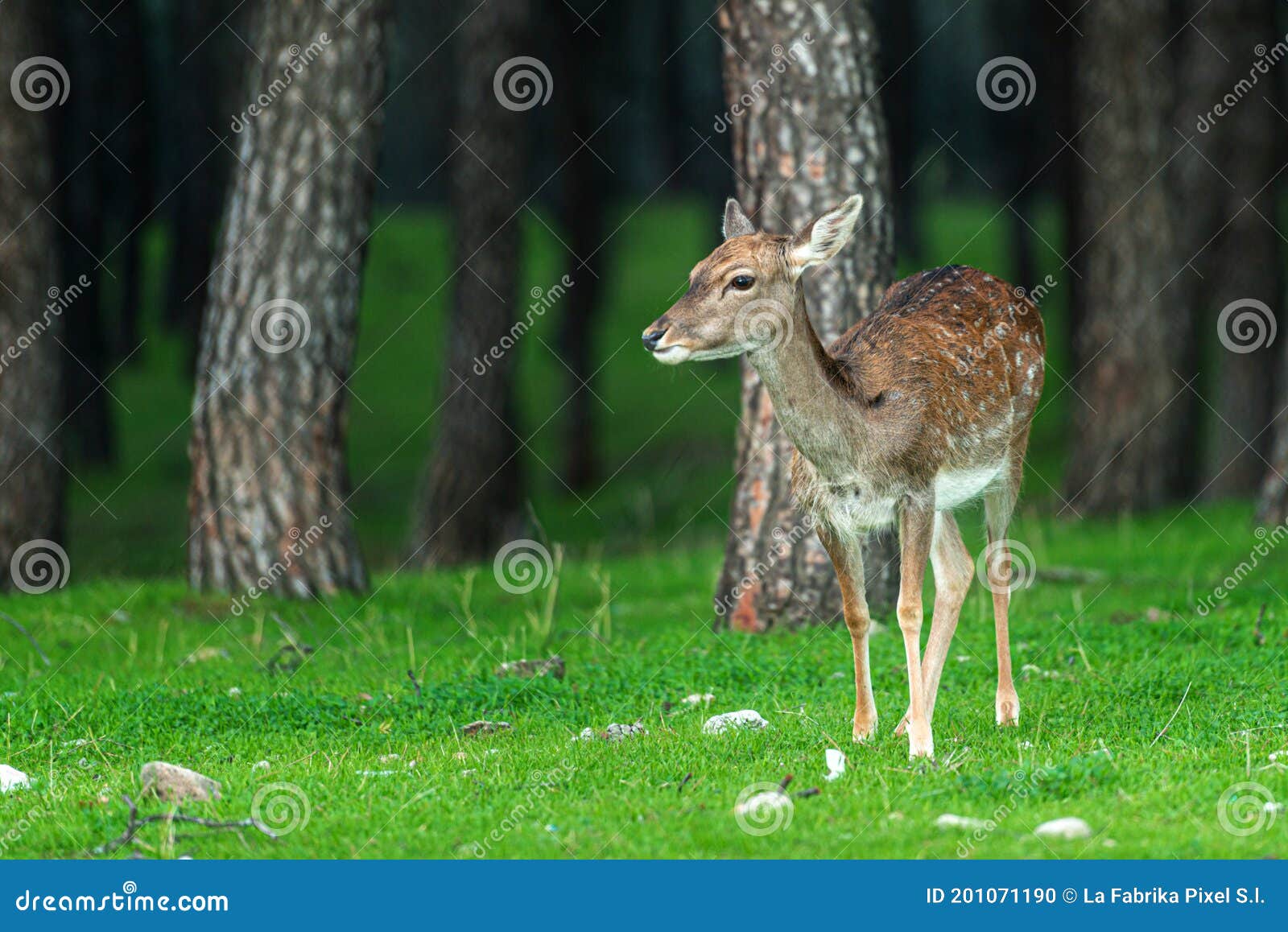 Young deer stock photo. Image of fawn, animal, wildlife - 201071190