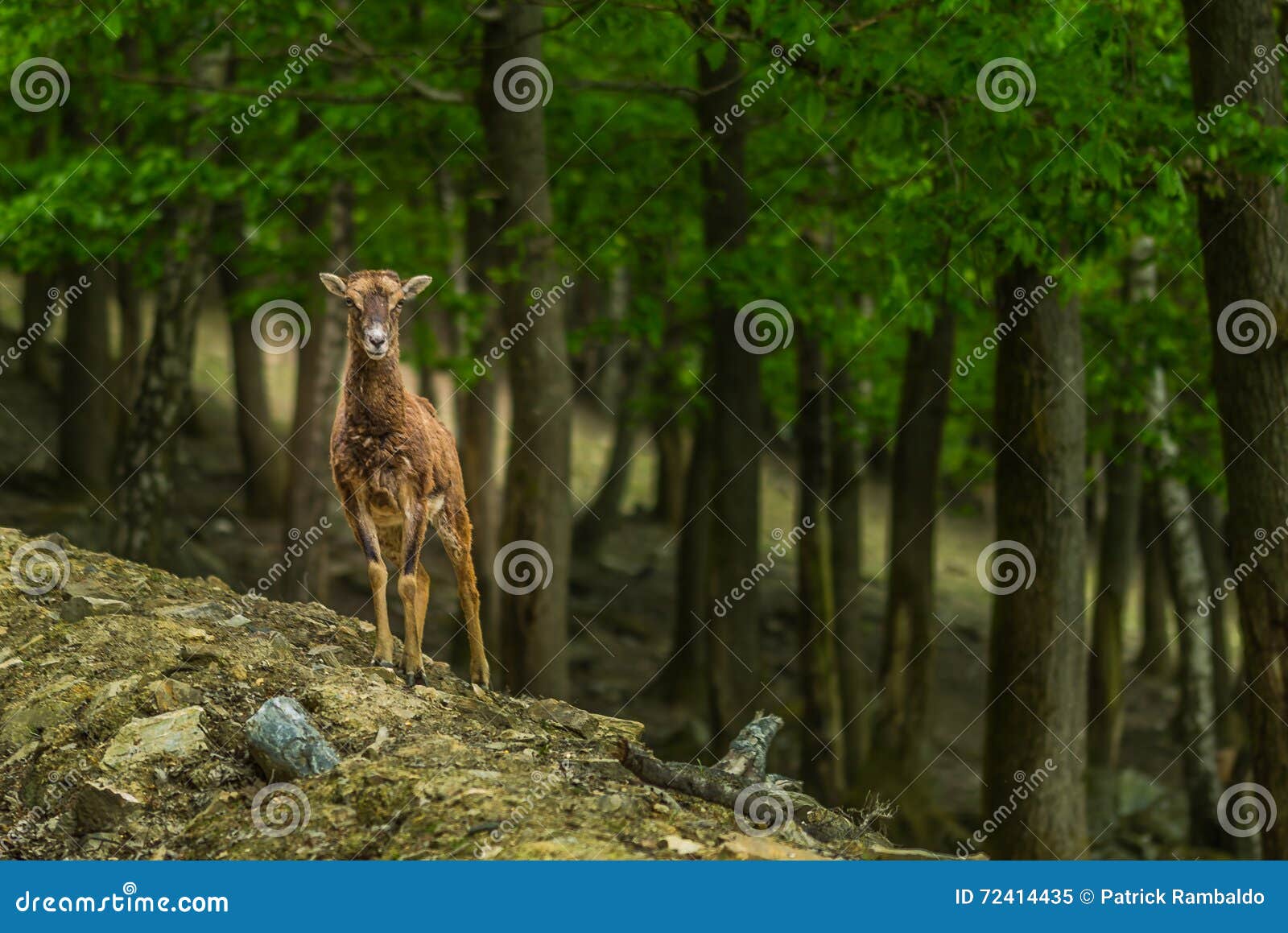 Young deer in the forest stock image. Image of stavelot - 72414435