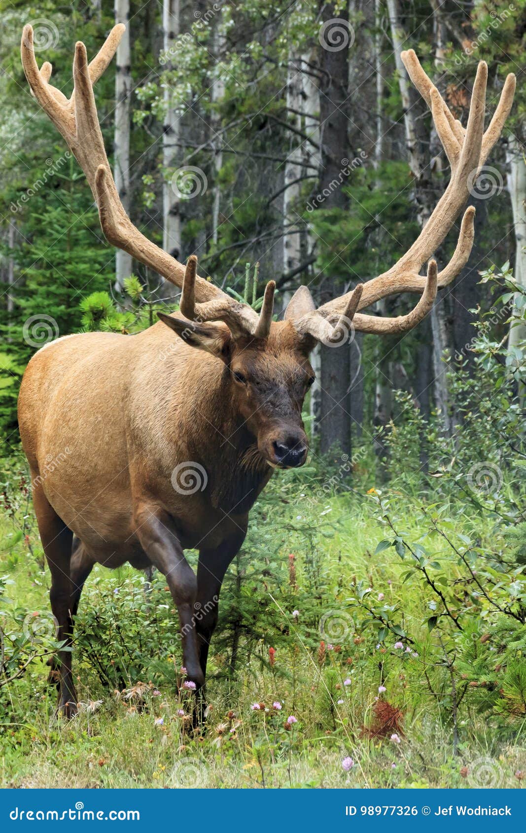 Young deer in forest stock photo. Image of wild, buck - 98977326