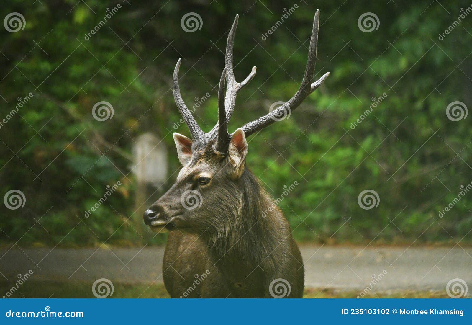 Young deer in the forest. stock photo. Image of herd - 235103102