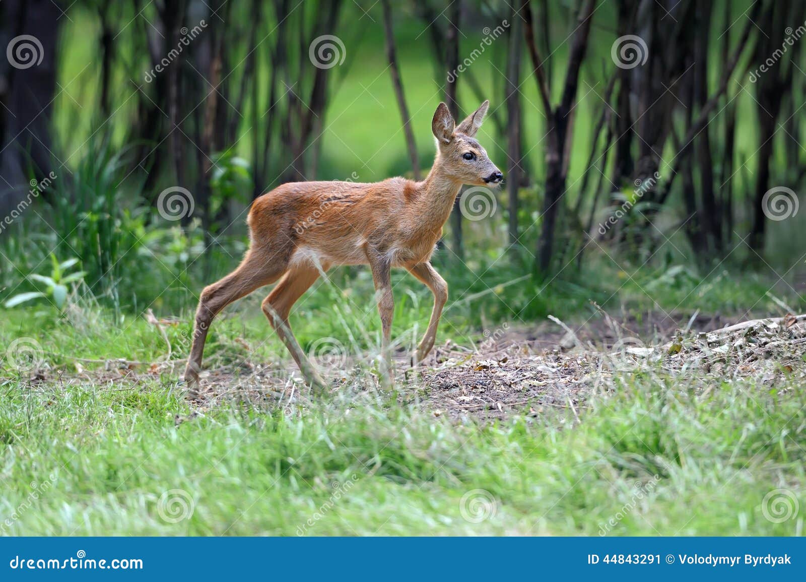Young deer in forest stock image. Image of grass, habitat - 44843291