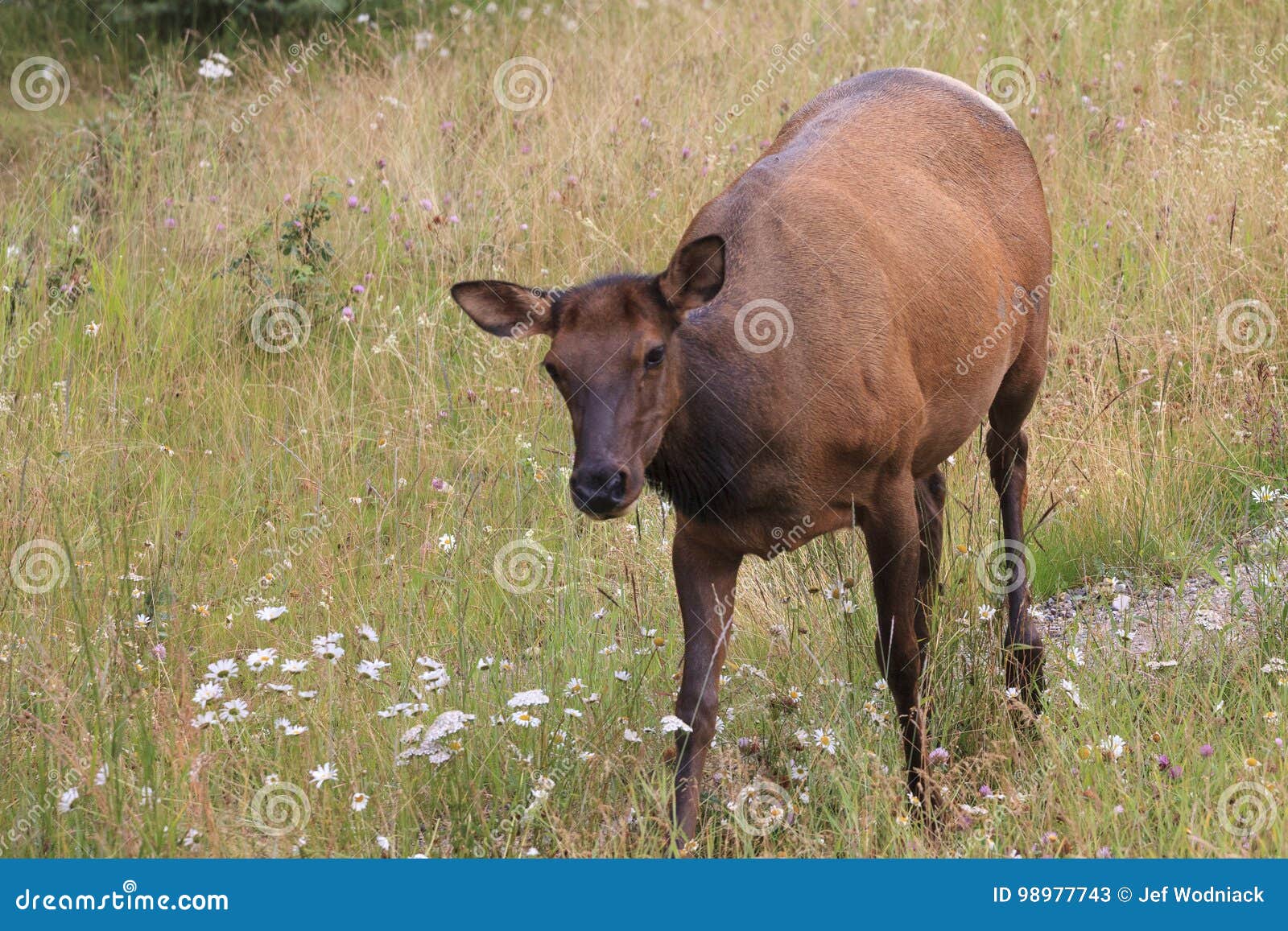 Young deer in forest stock image. Image of horns, animal - 98977743