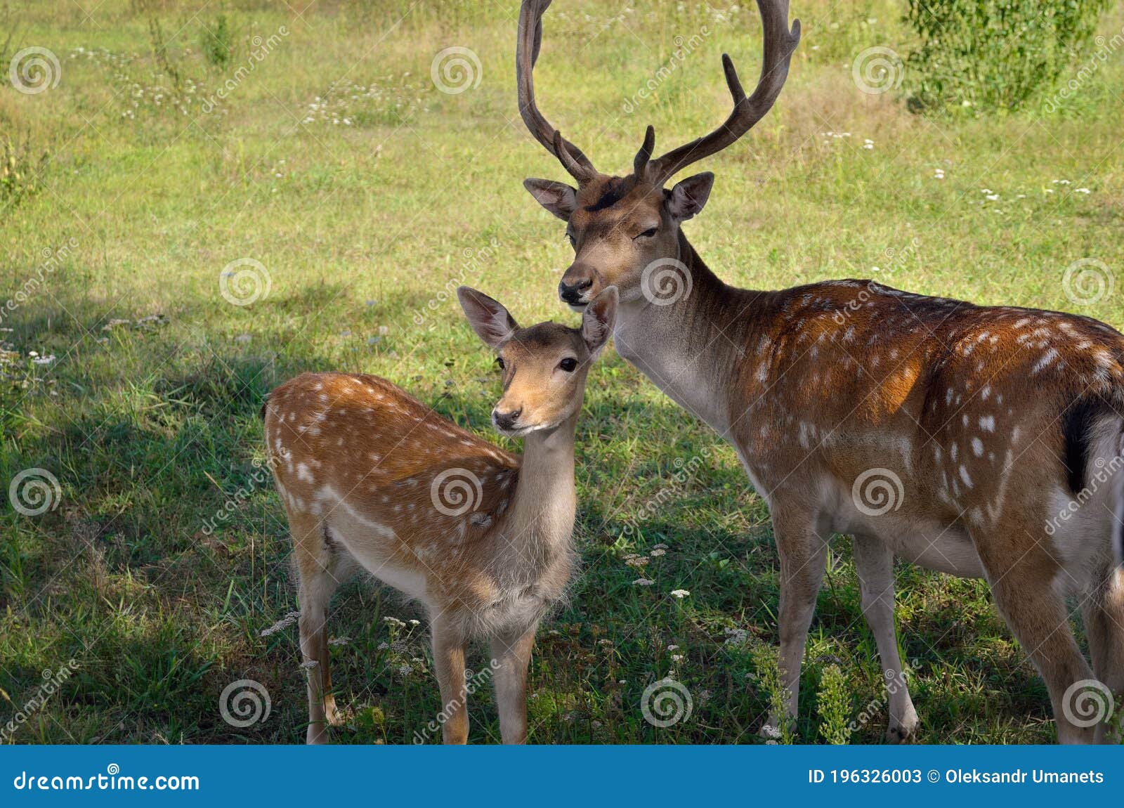 Young Deer Frolic in the Pasture among the Green Grass Stock Image ...