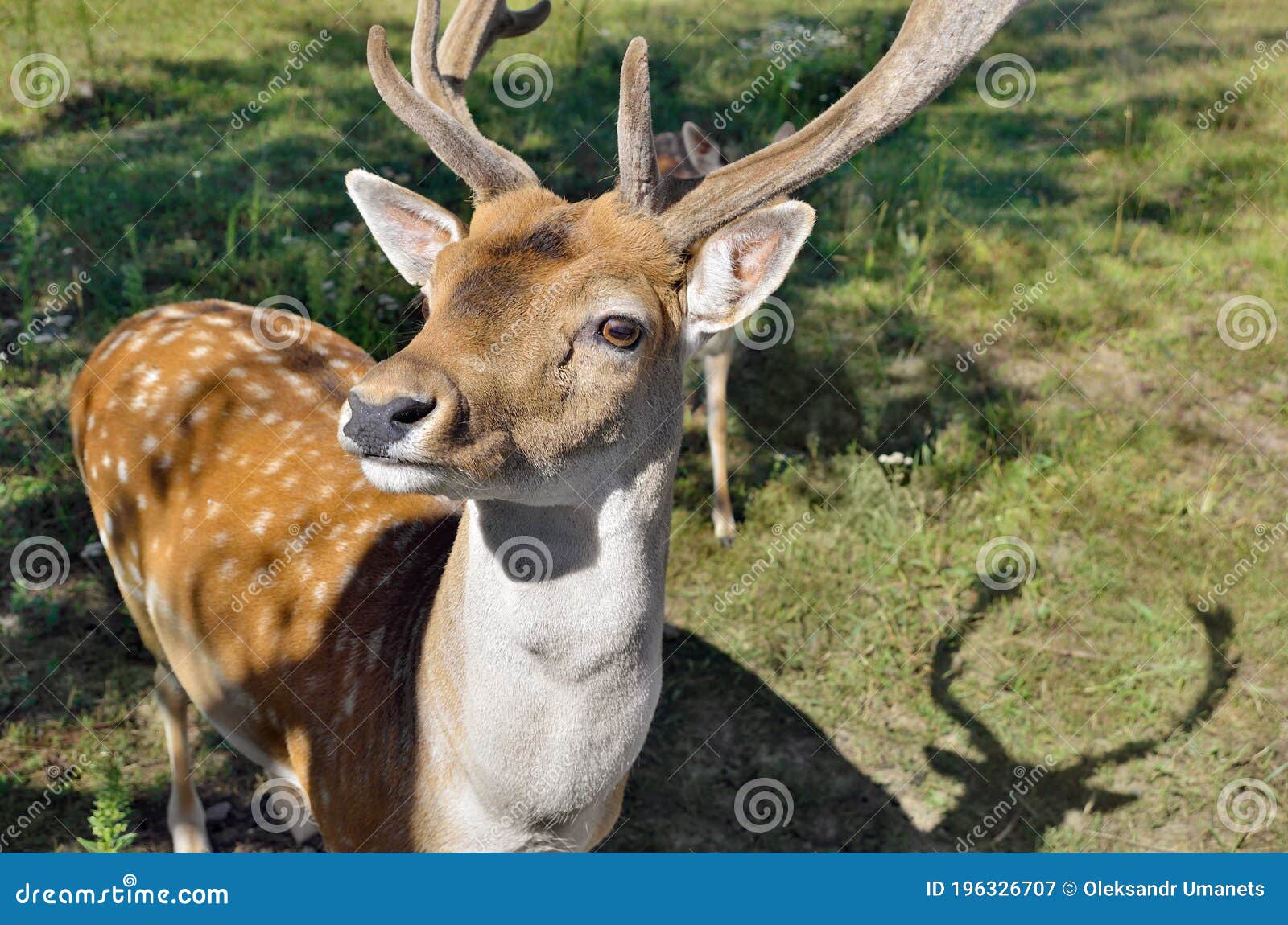 Young Deer Frolic in the Pasture among the Green Grass Stock Image ...