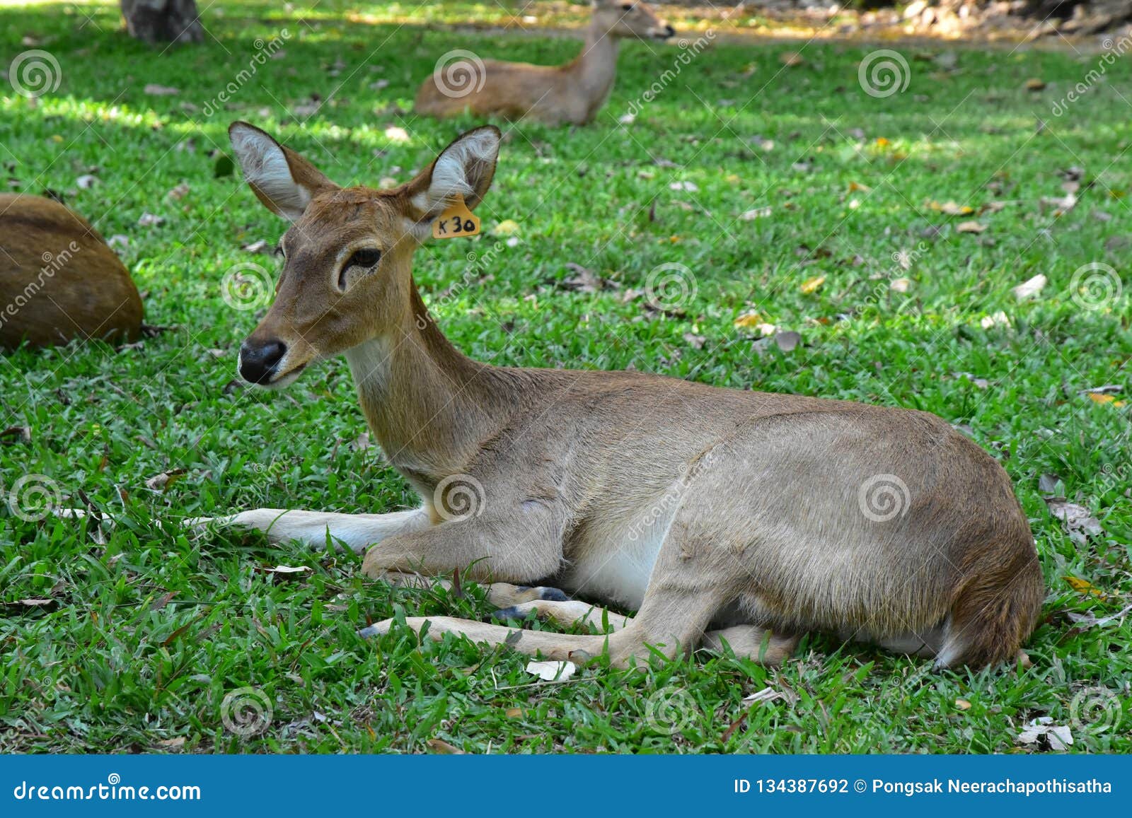The Young Deer on the Grass Field Stock Photo - Image of garden, forest ...